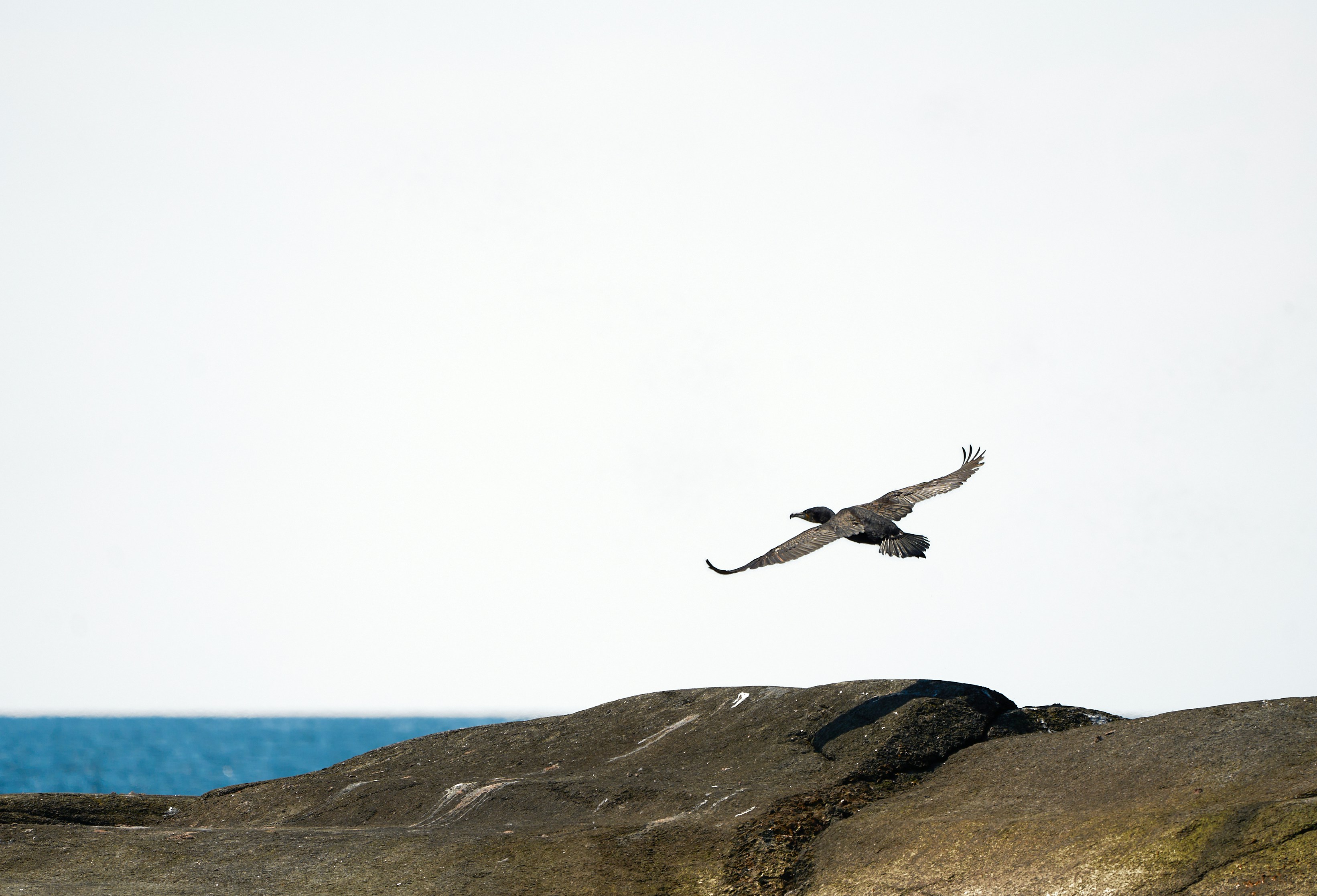 Coastal Gull in Flight over Weathered Rocks