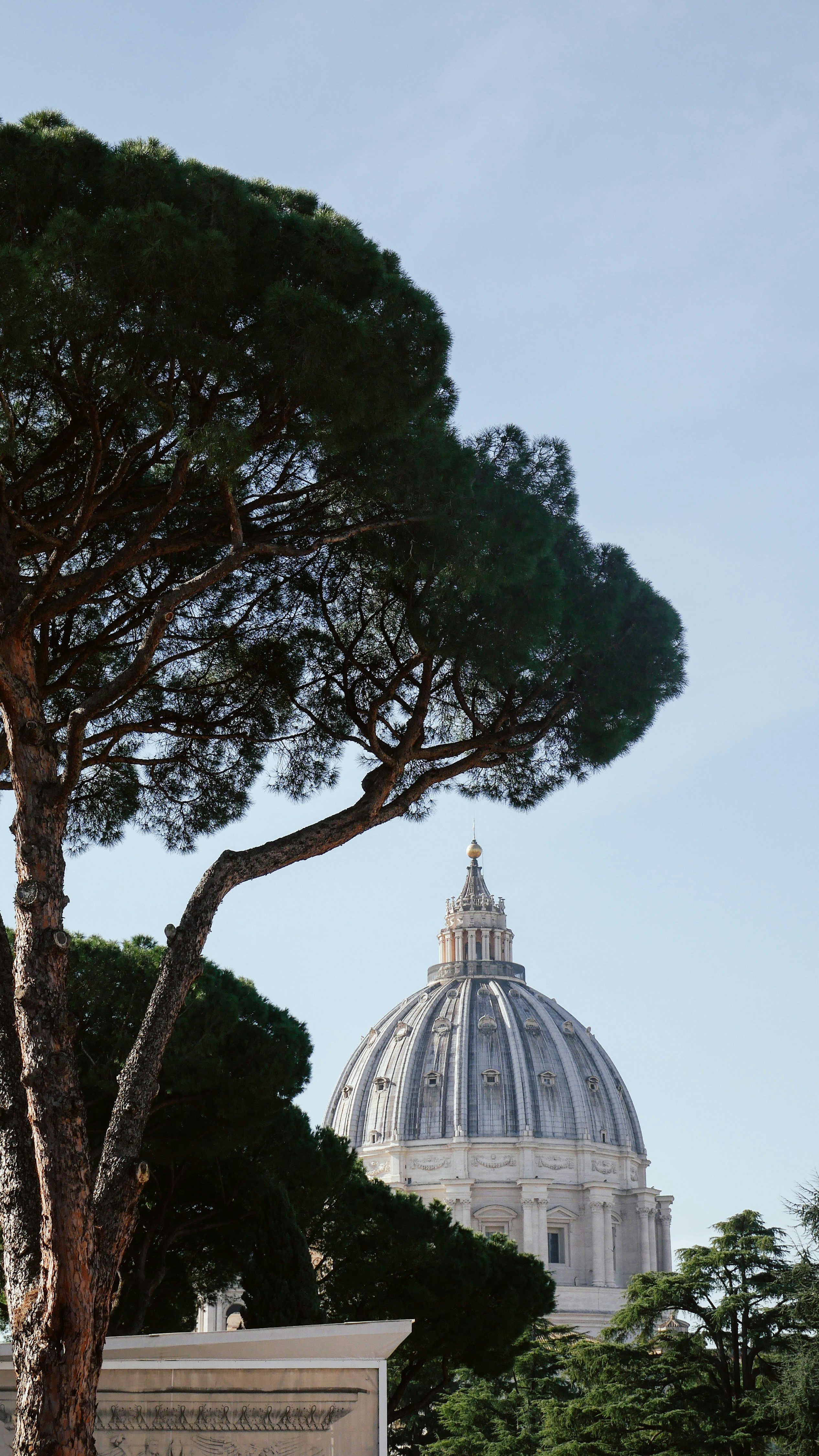A large pine tree in front of a domed building photo – Free Rom Image ...