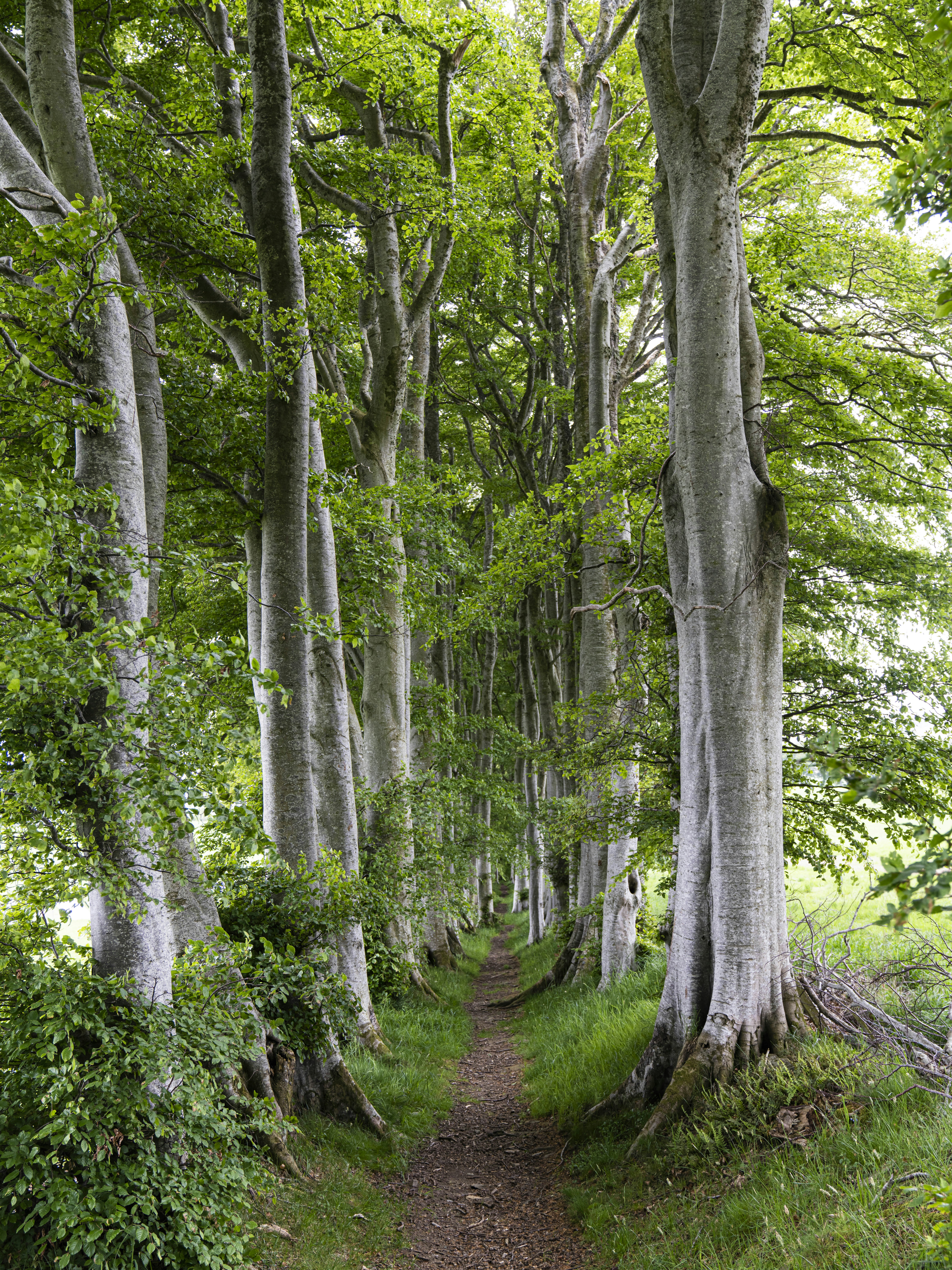 an avenue through a forest in scotland