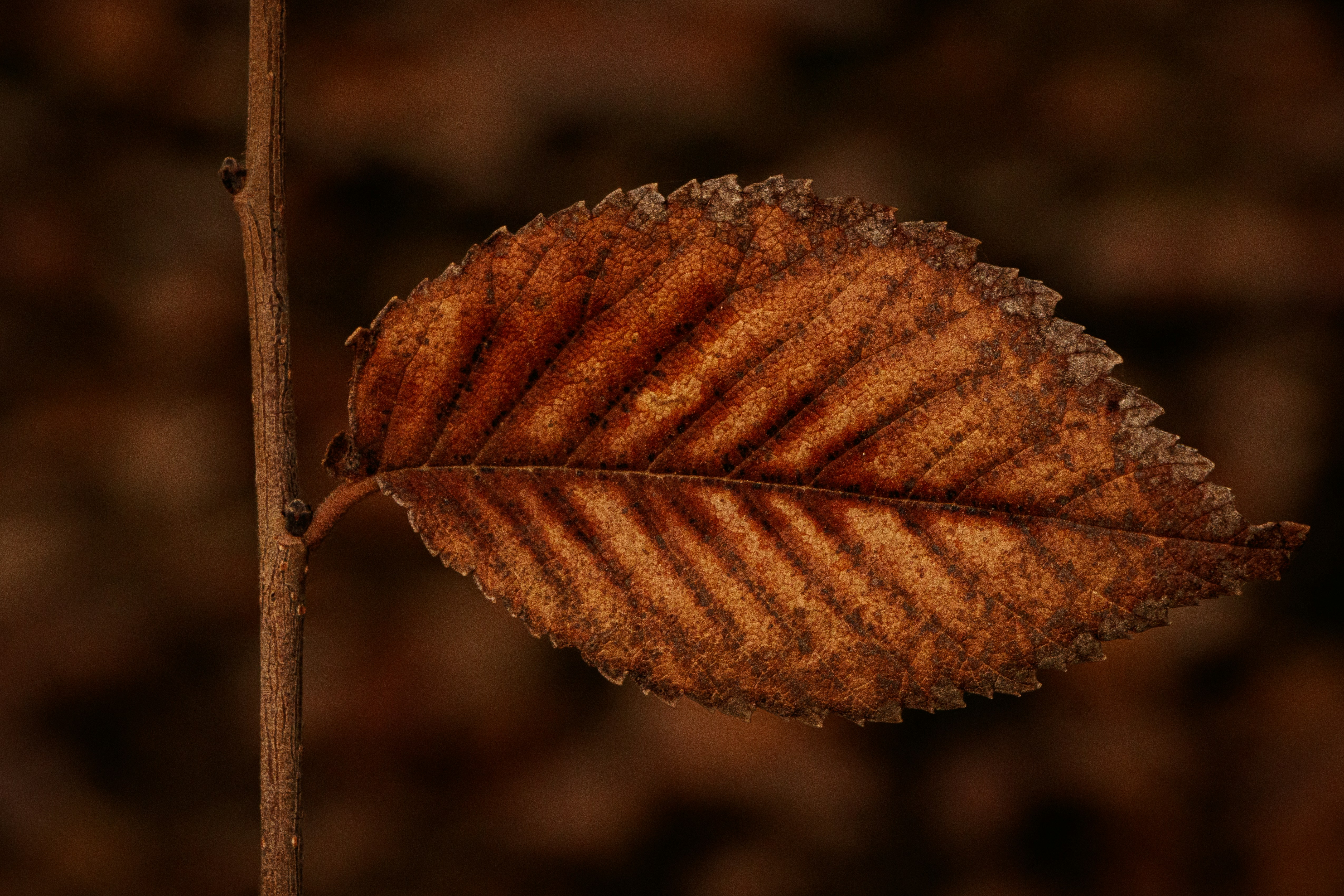 Copper Veins in Shadow: a lone autumn leaf clutching a twig
