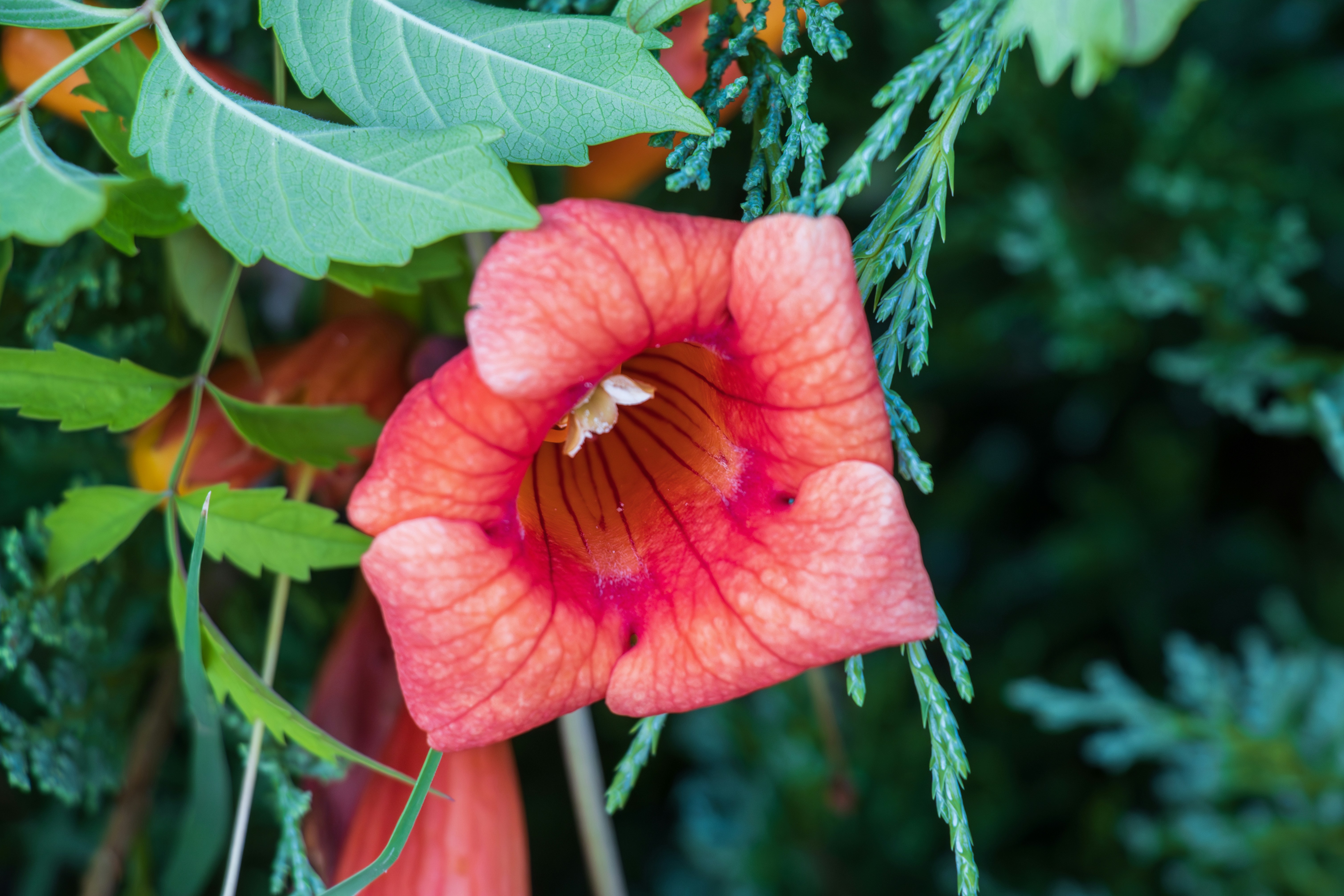 Trumpet Vine flower close up