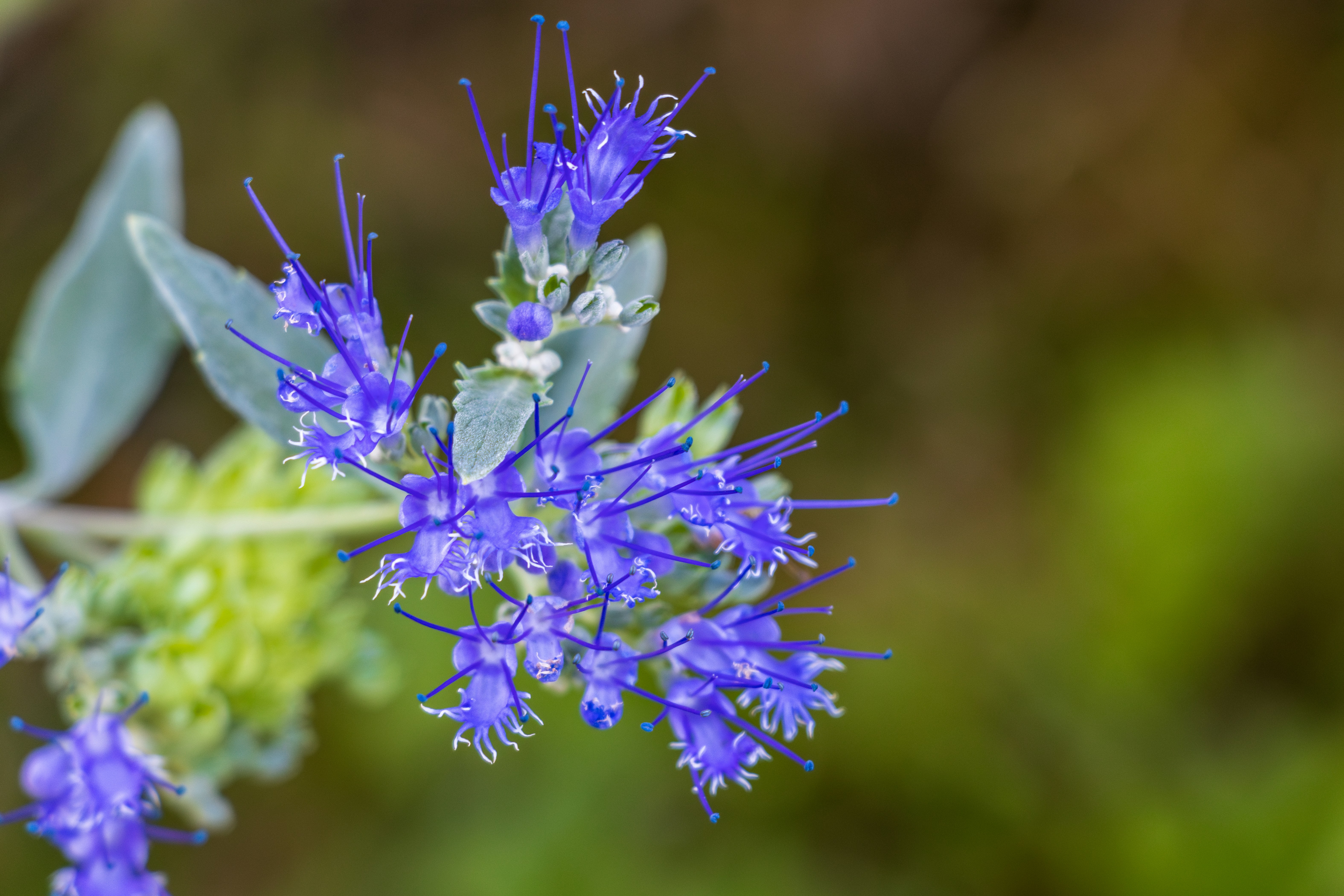 Sea Lavender in Sharp Focus: A Macro Portrait of Violet Spikes