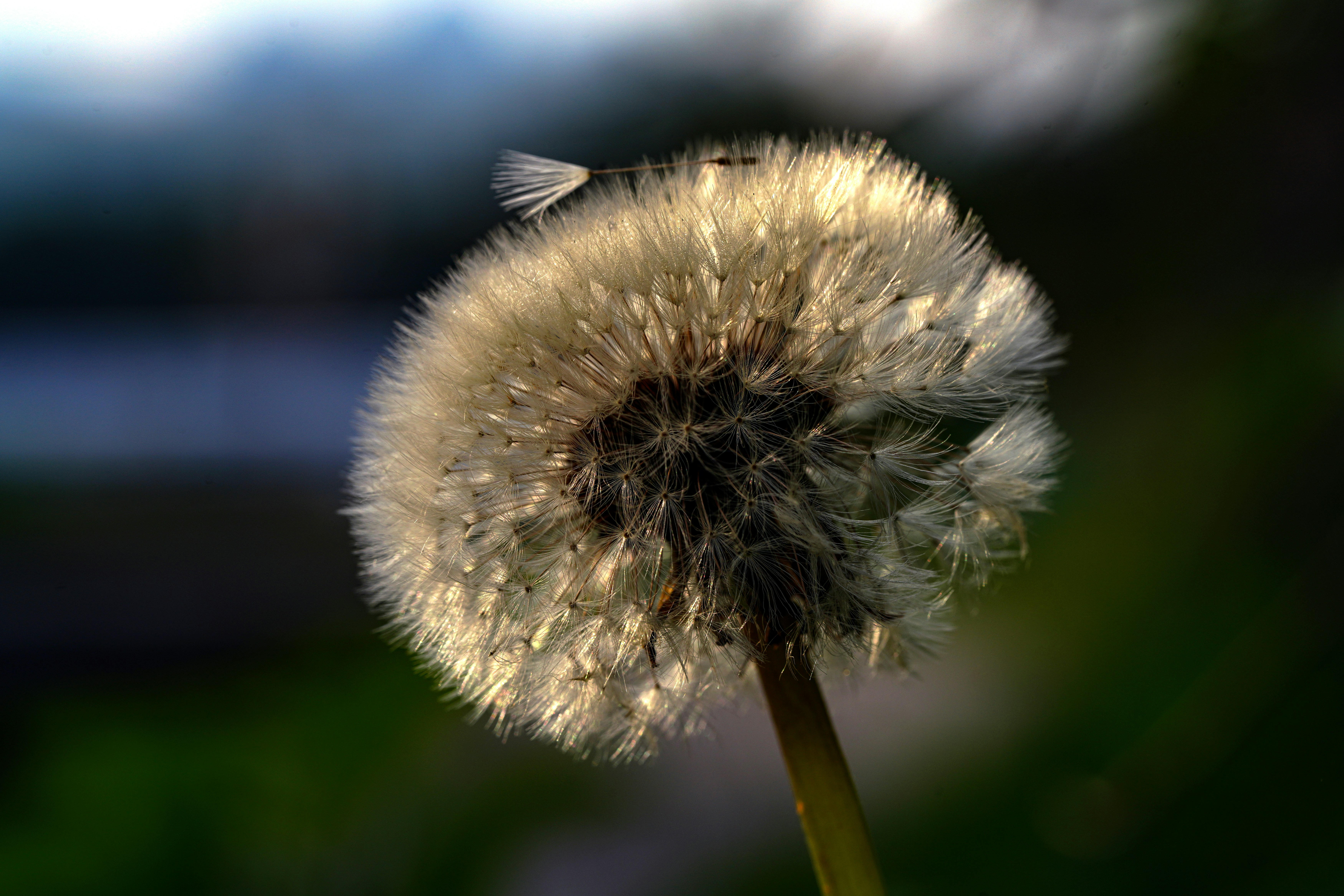 Dandelion Crown in Quiet Backlight