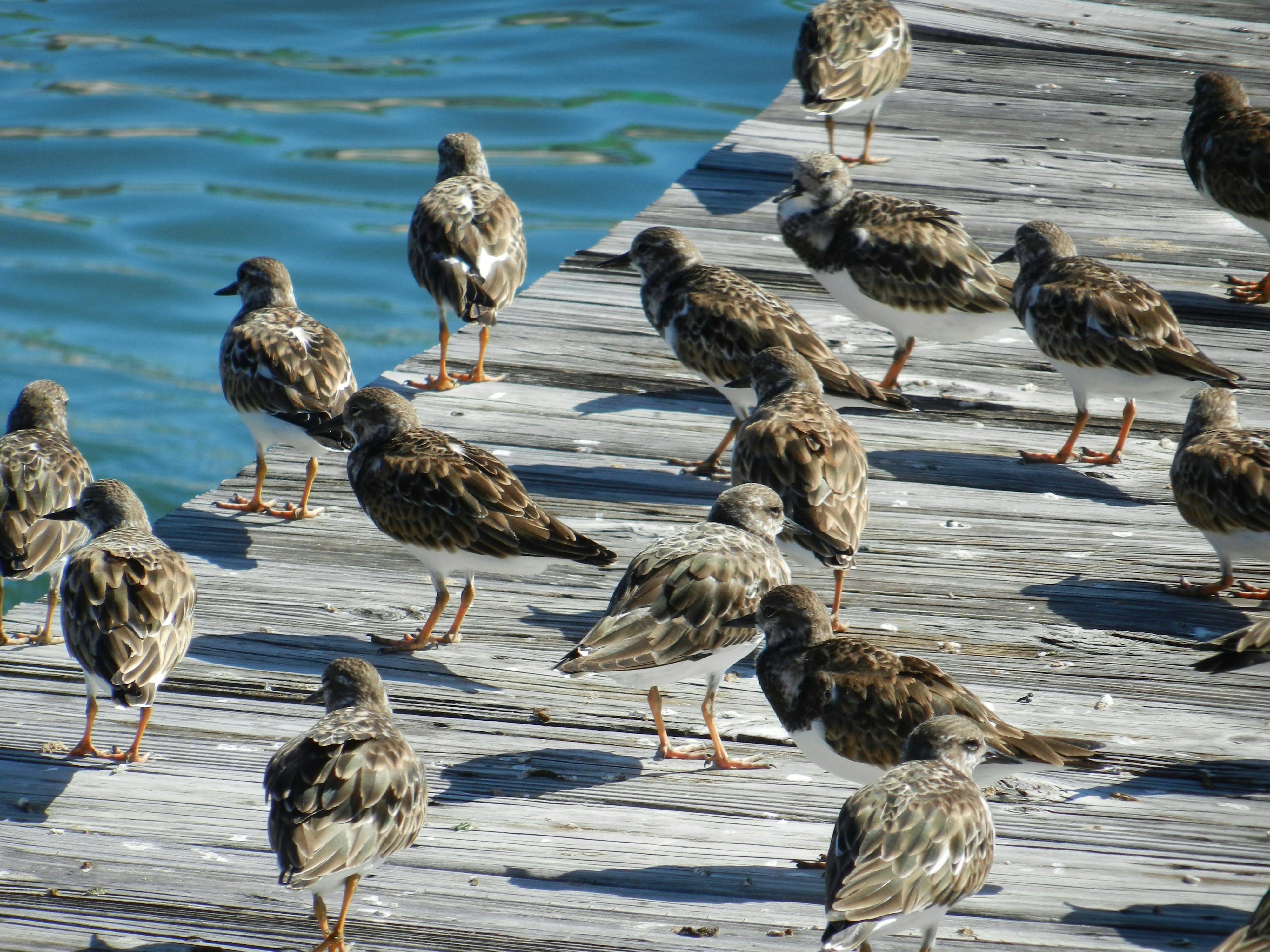 Flock at the Edge: Seabirds Perched Along Weathered Dock