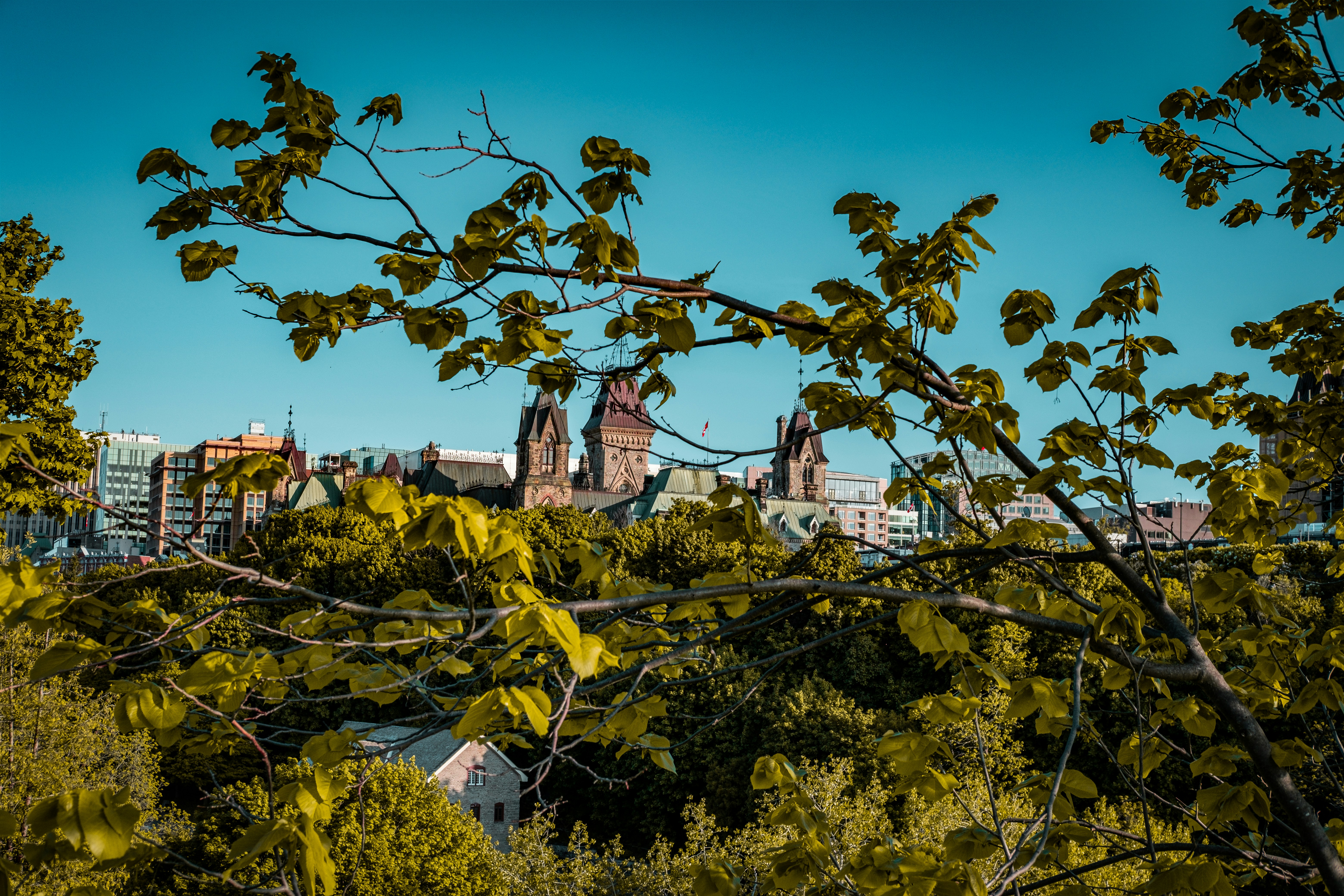 A view of a city through the trees photo – Free Ottawa Image on Unsplash