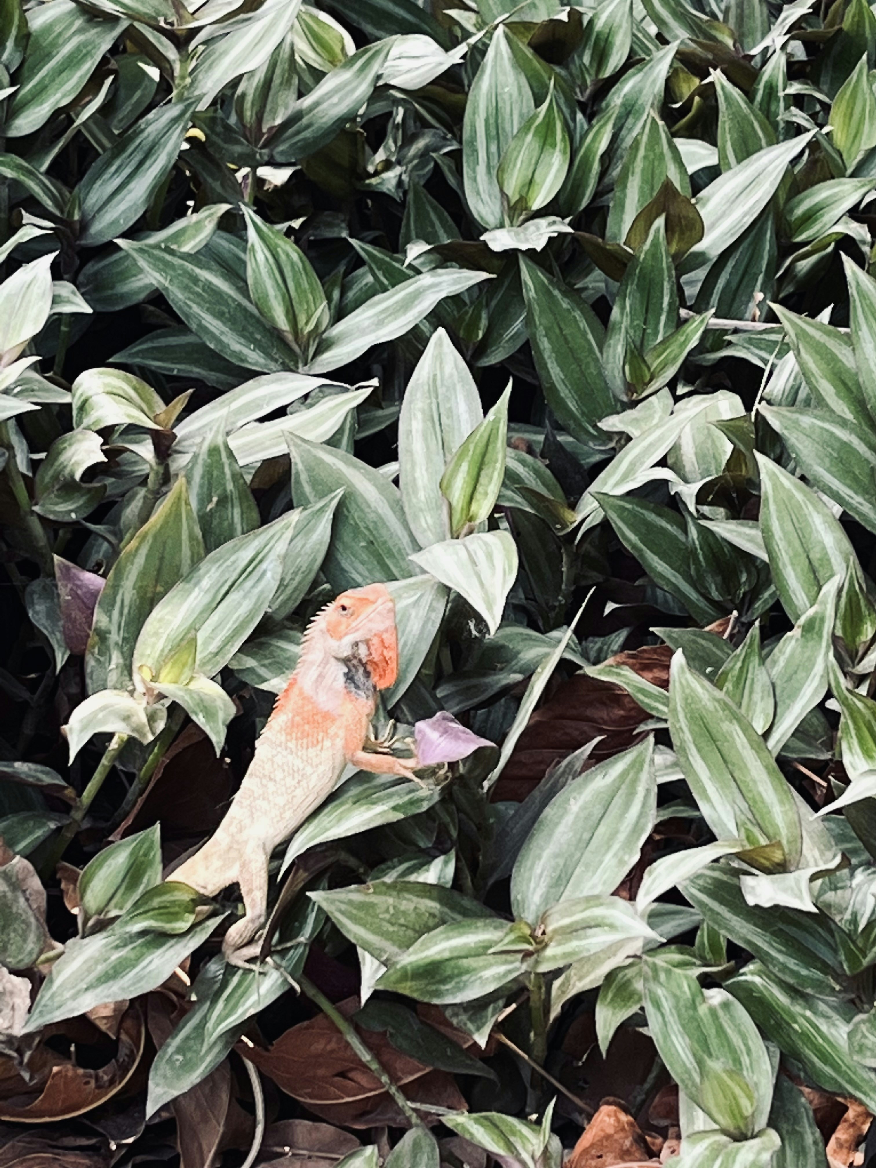 Ember Gecko Clings to Variegated Leaves