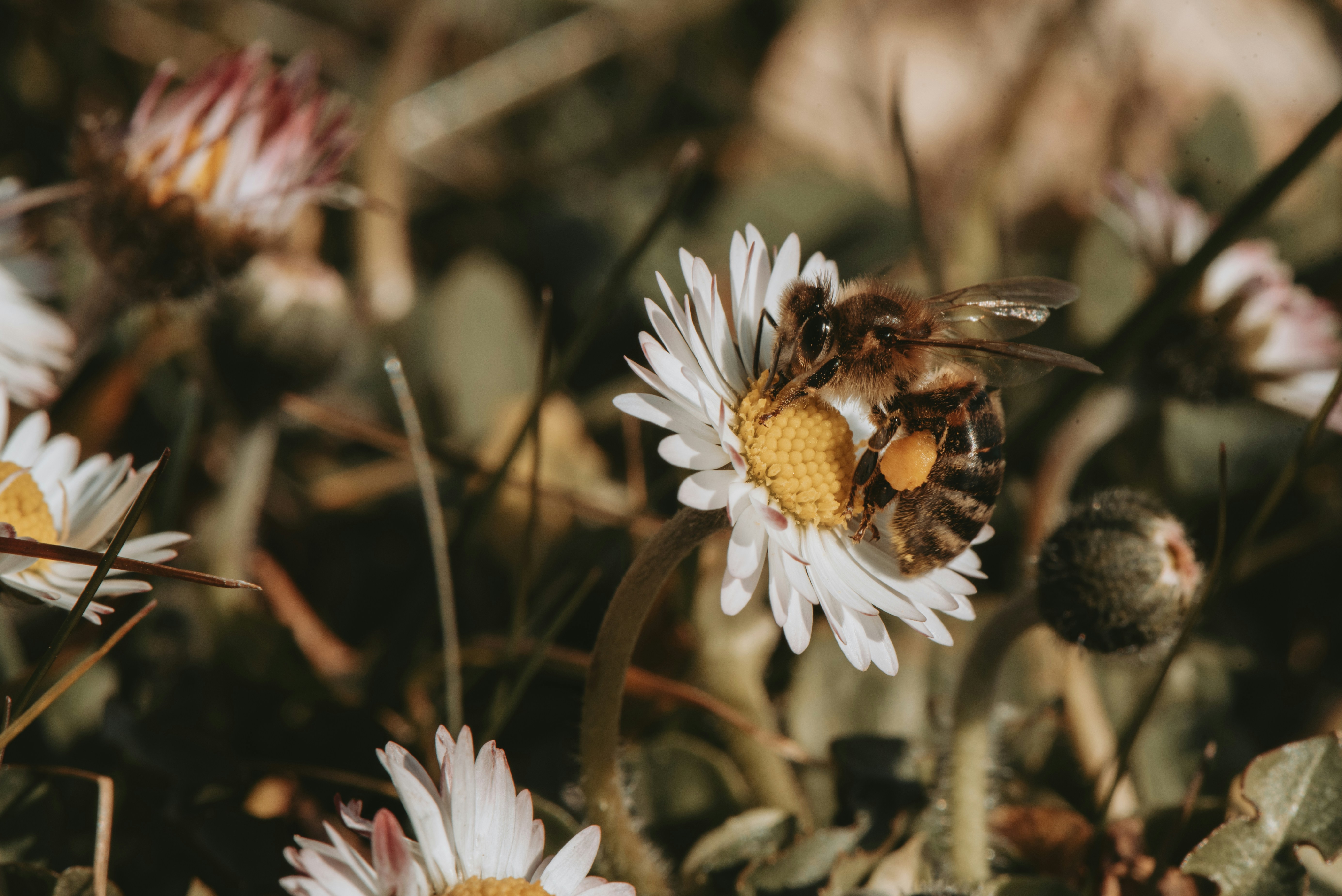 Pollinator at the Heart of a Sunlit Daisy