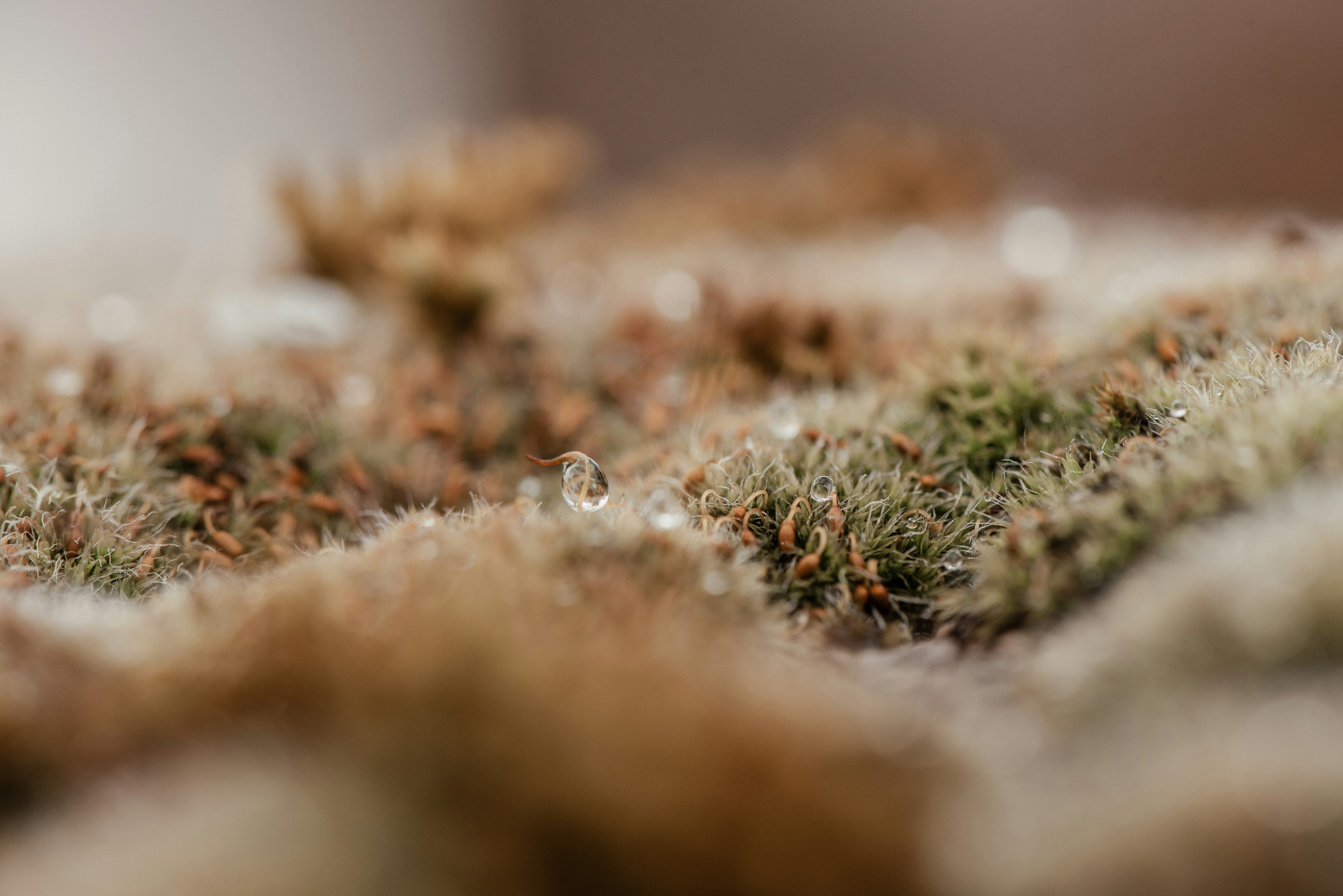 Dewdrop Sentinel on Moss: A Quiet Macro Moment