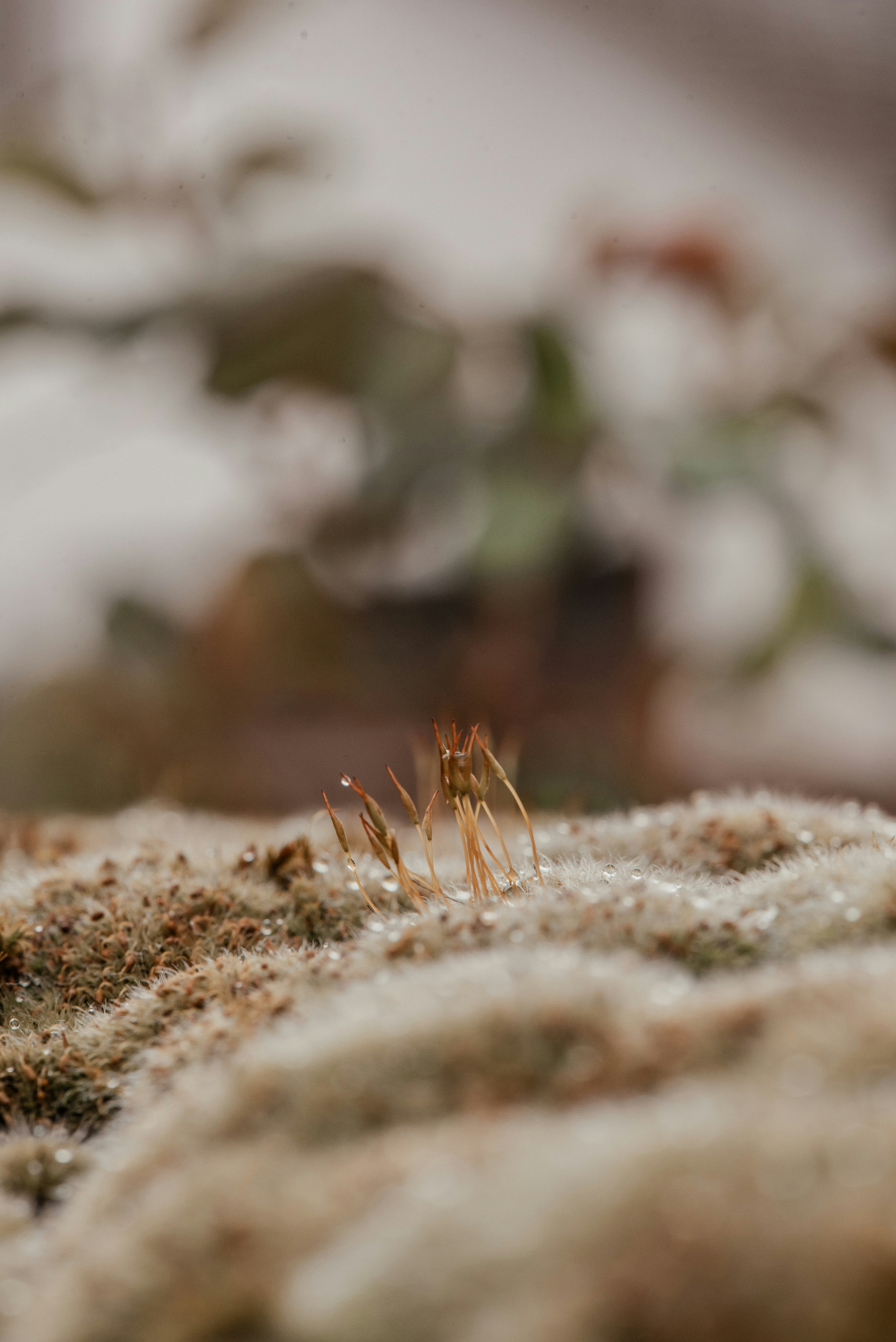 Fragile Tenacity: A Cluster of Grass-like Sprouts Amid Soft Moss