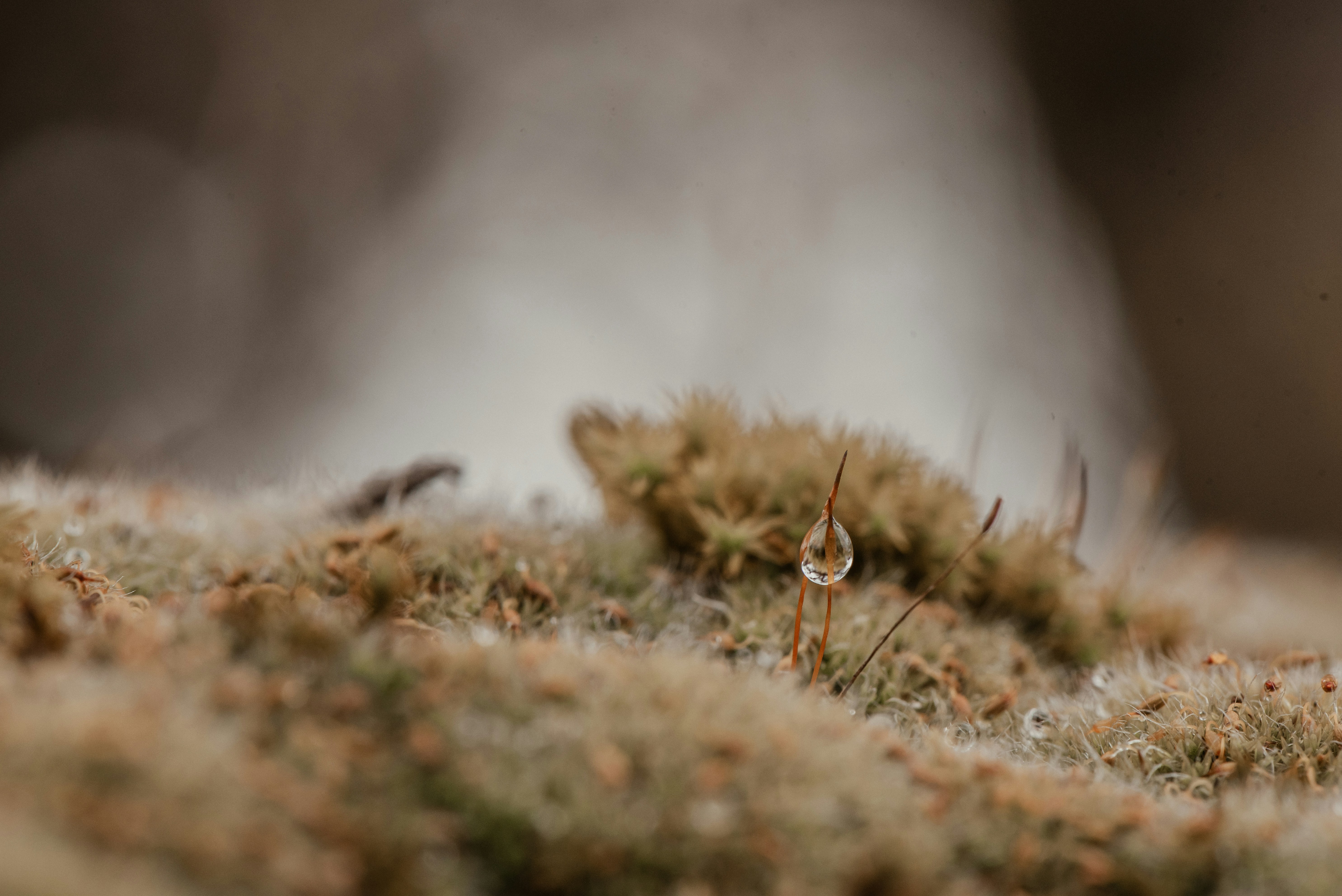 Nature's Crystal: A Drop of Life