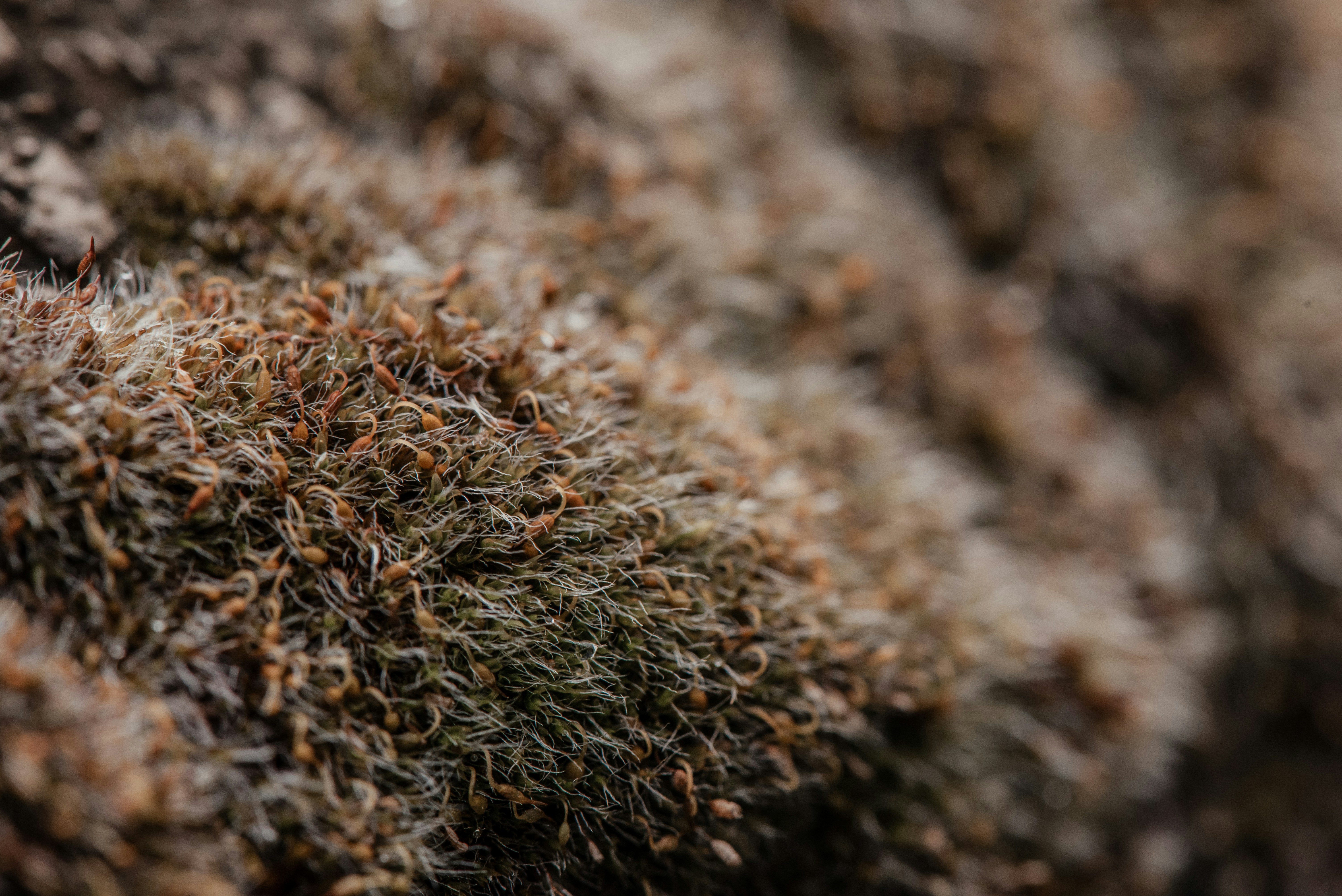 Texture Study: Brown Lichen Weave Under Soft Macro Light