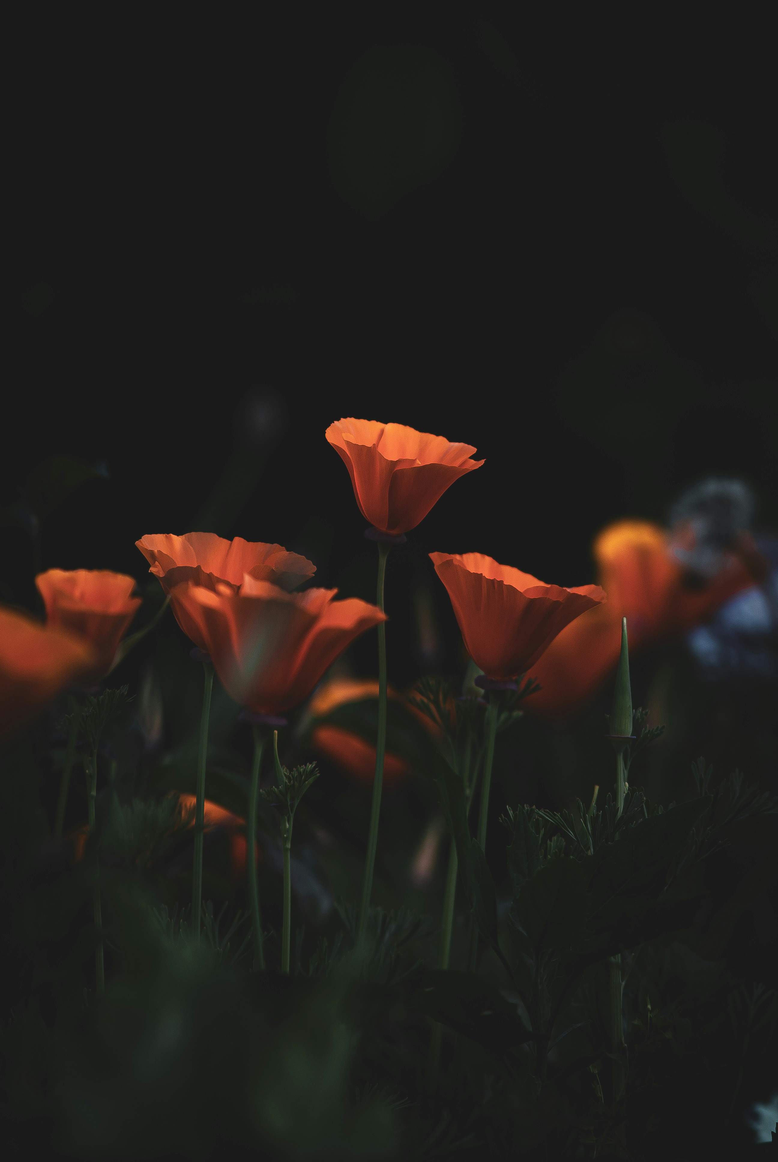 Center Stage: A Crown of Orange Poppies Reigns in Velvet Darkness