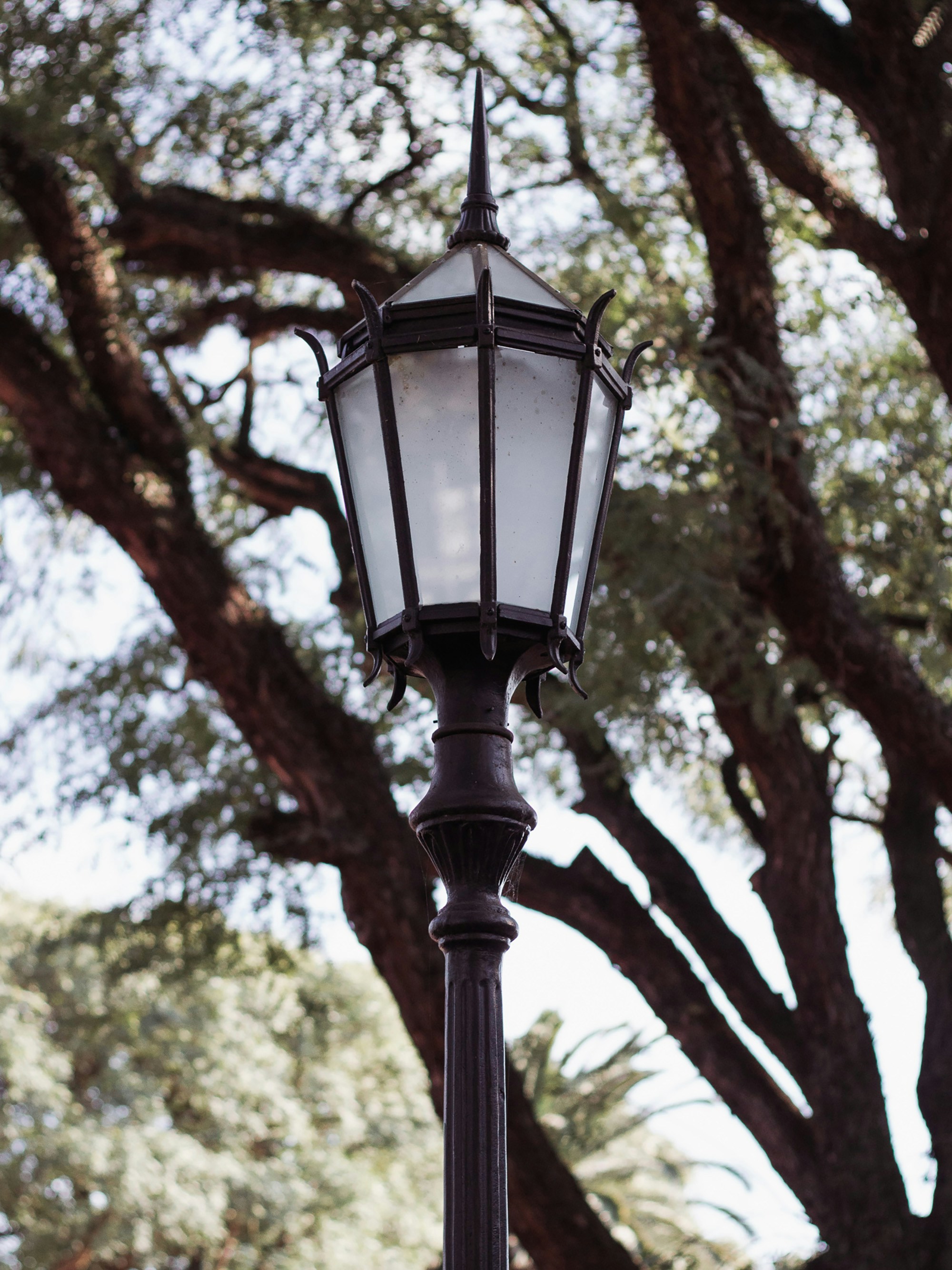 A lamp post with a tree in the background photo – Free Lamp Image on ...