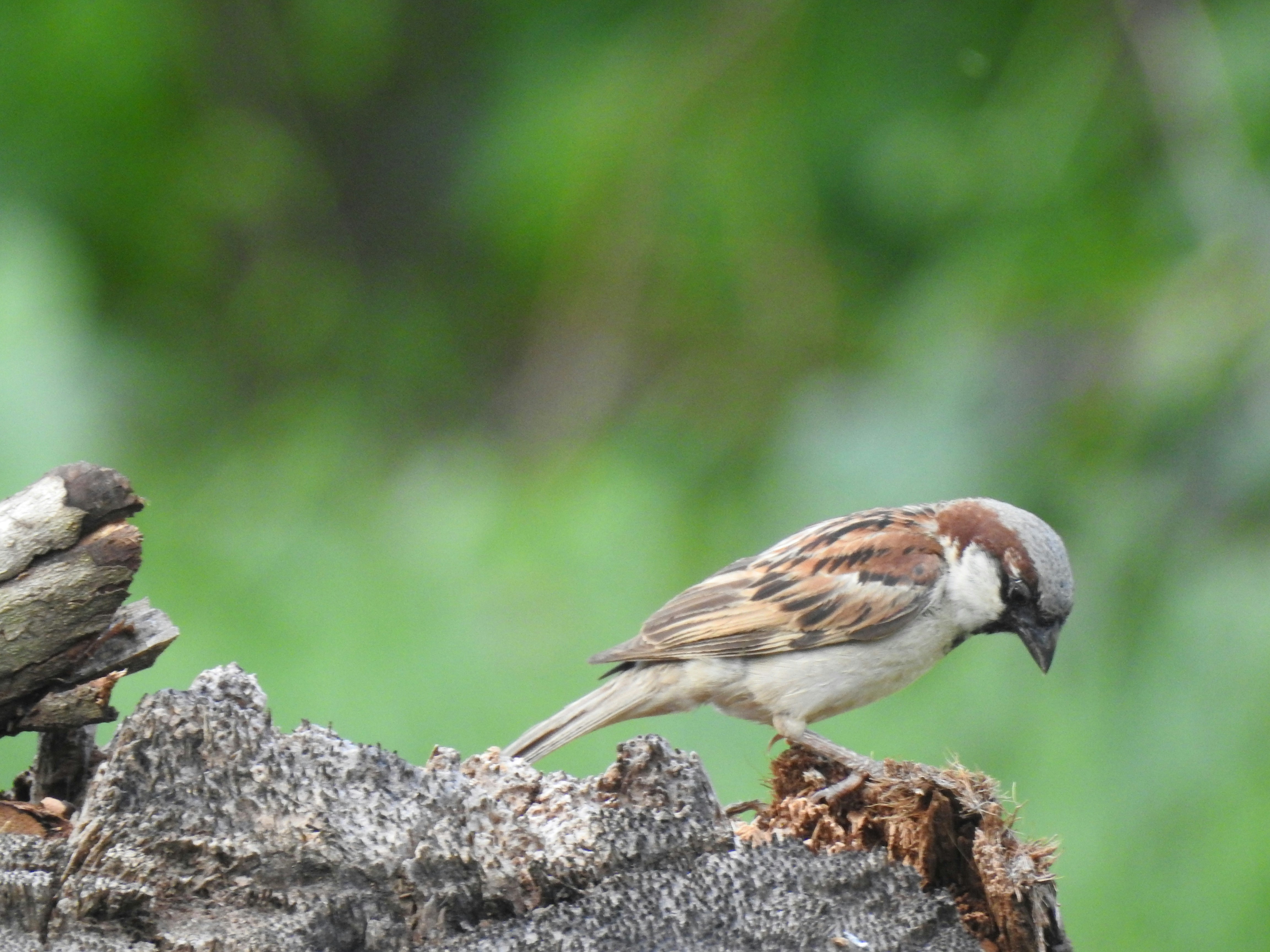 Sparrow on a Weathered Log, Against a Quiet Green Backdrop