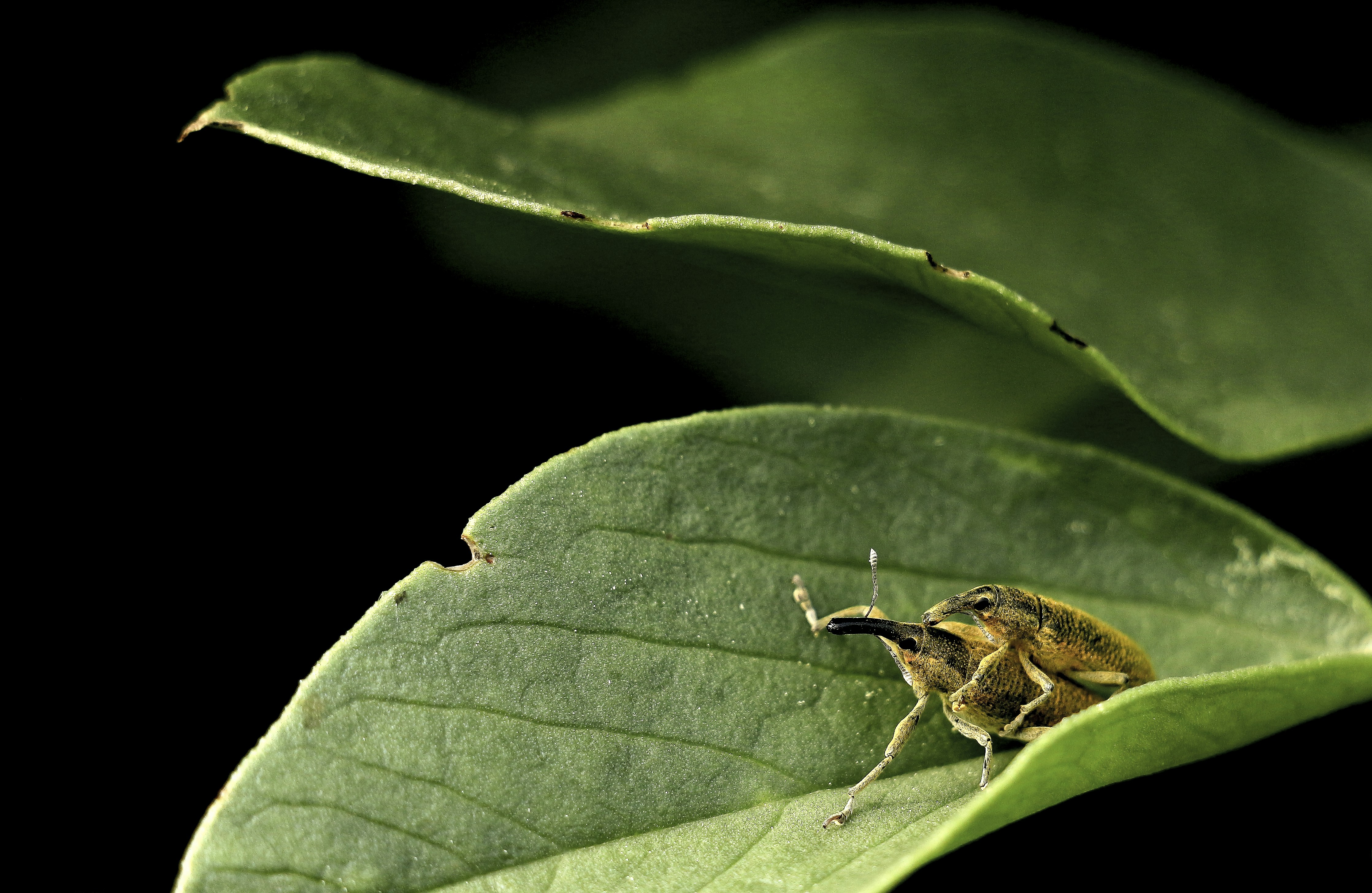 A close up of a bug on a leaf photo – Free Lot-et-garonne Image on Unsplash
