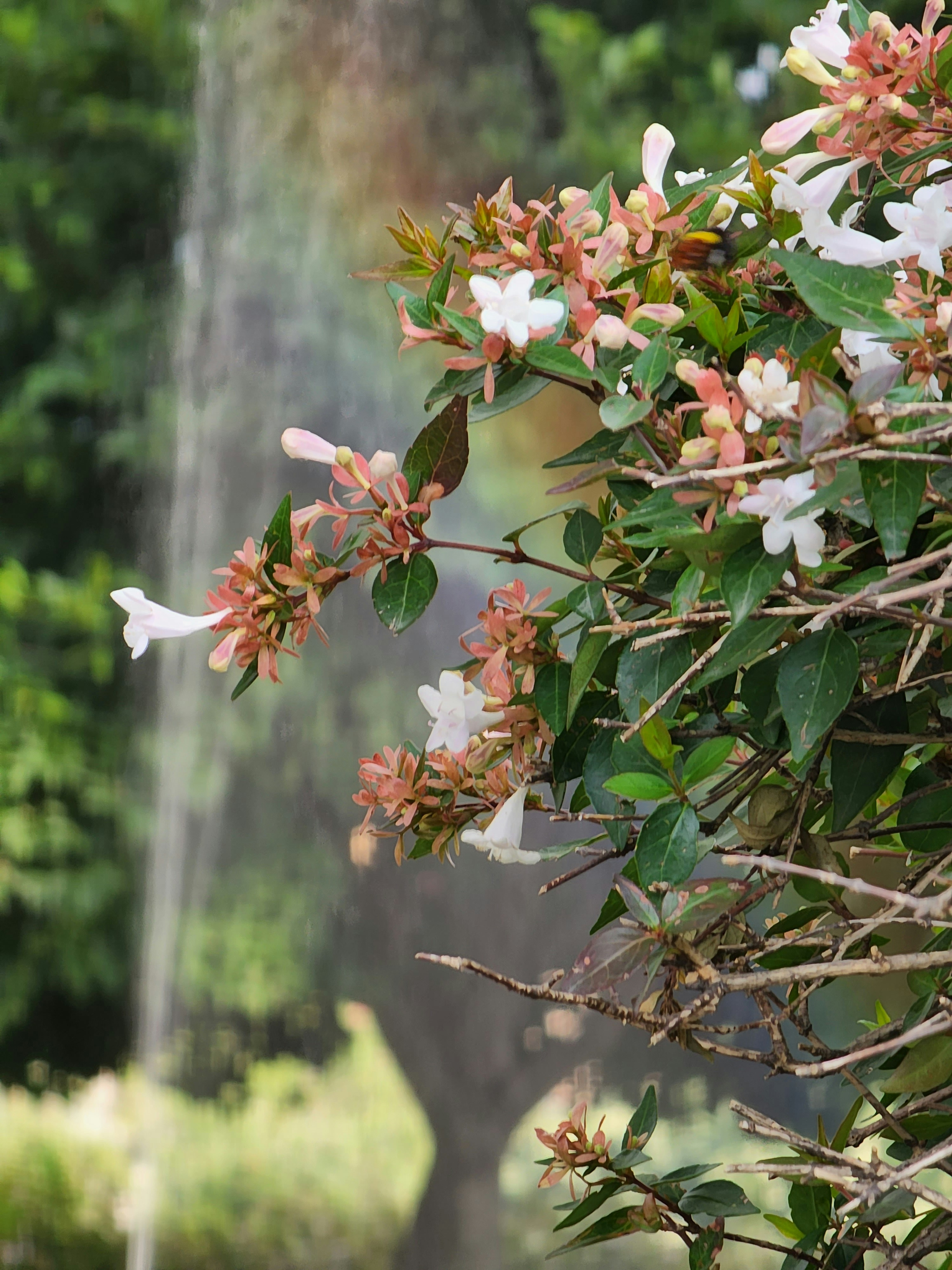 Petal Cascade by the Fountain: Pink-White Blooms in Soft Focus