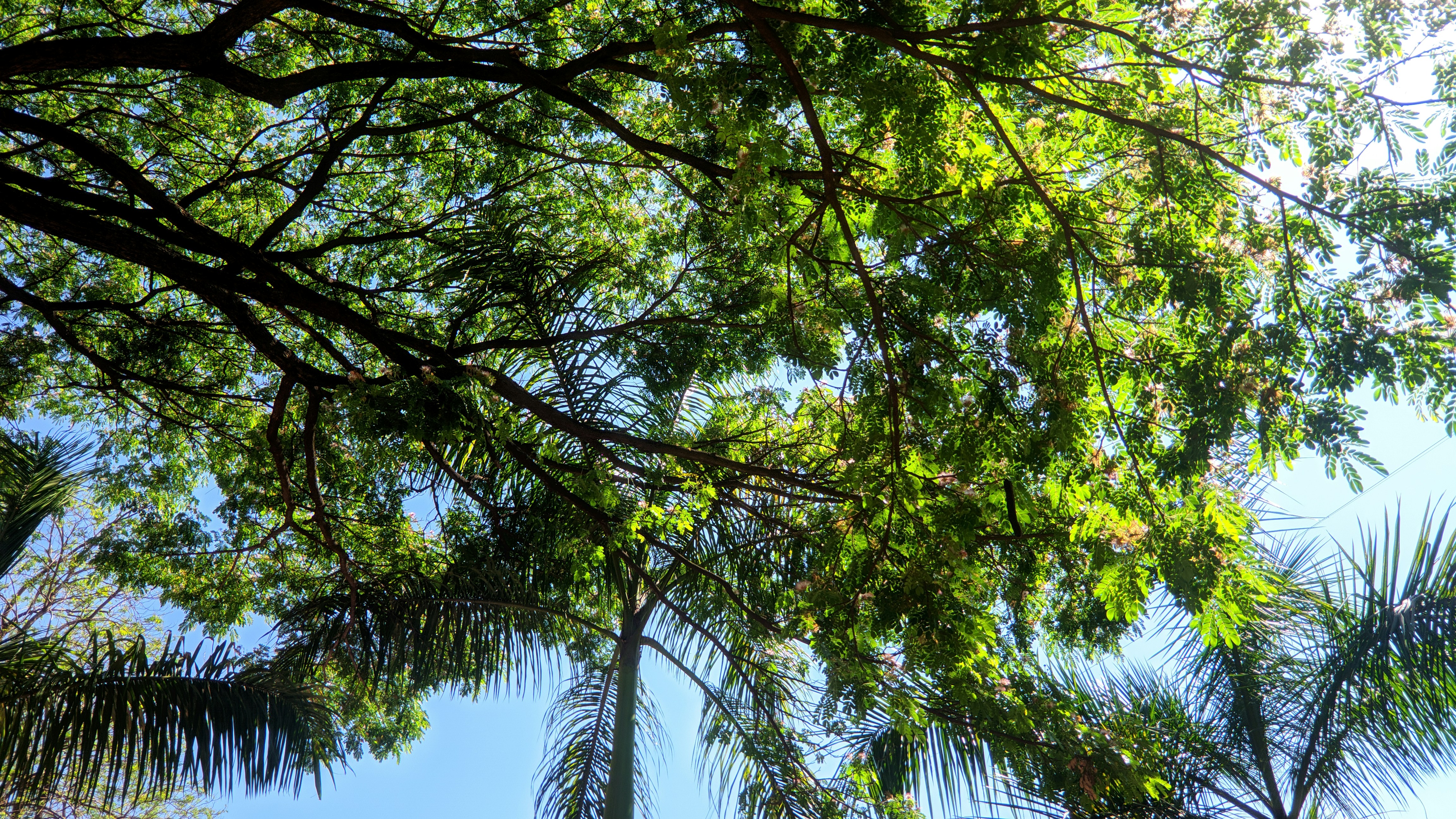 Lush green leaves intertwine against a clear blue sky, showcasing the vibrant life of a tropical canopy.
