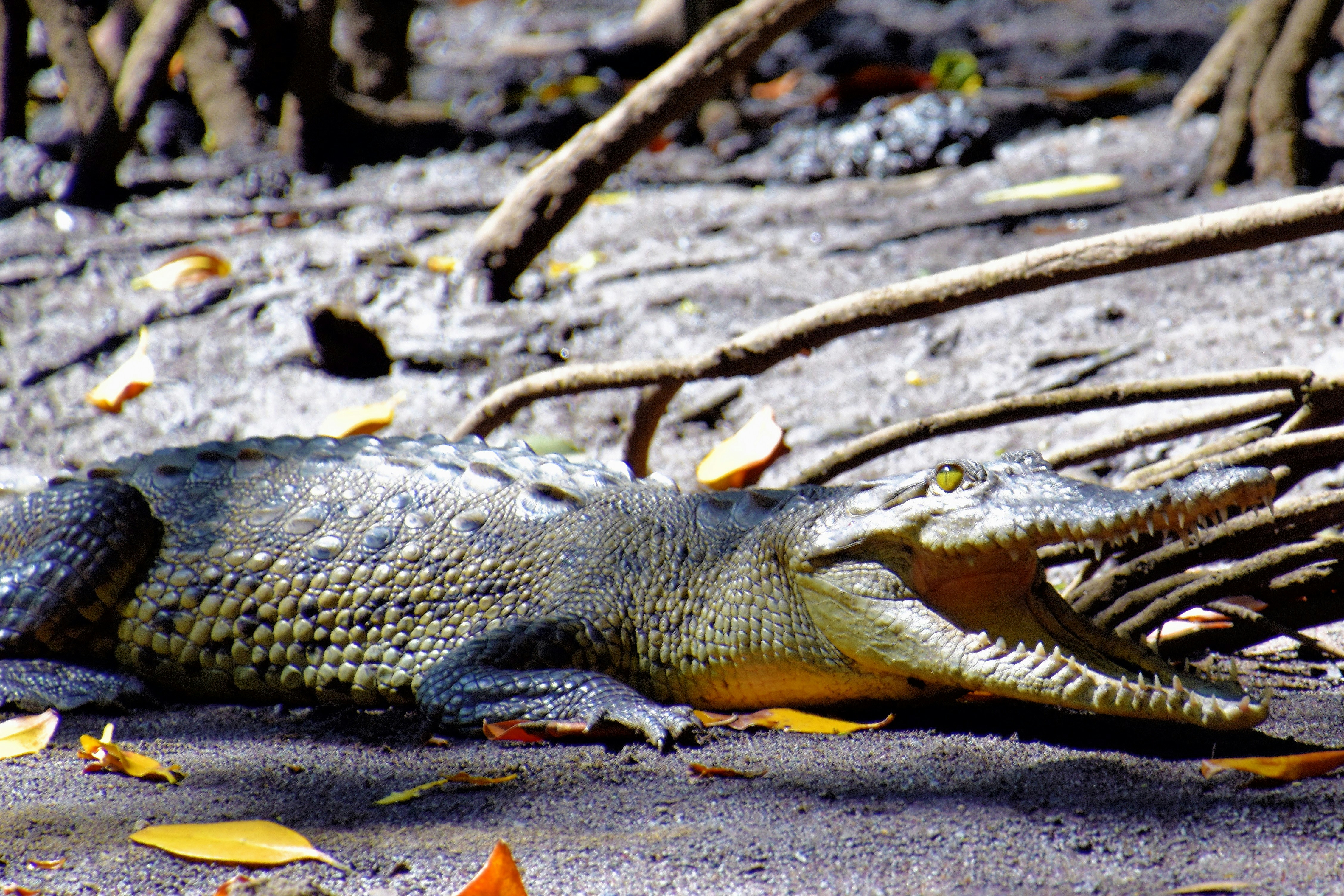 Crocodile at Rest: Sunlit Texture and Gnarly Riverbank