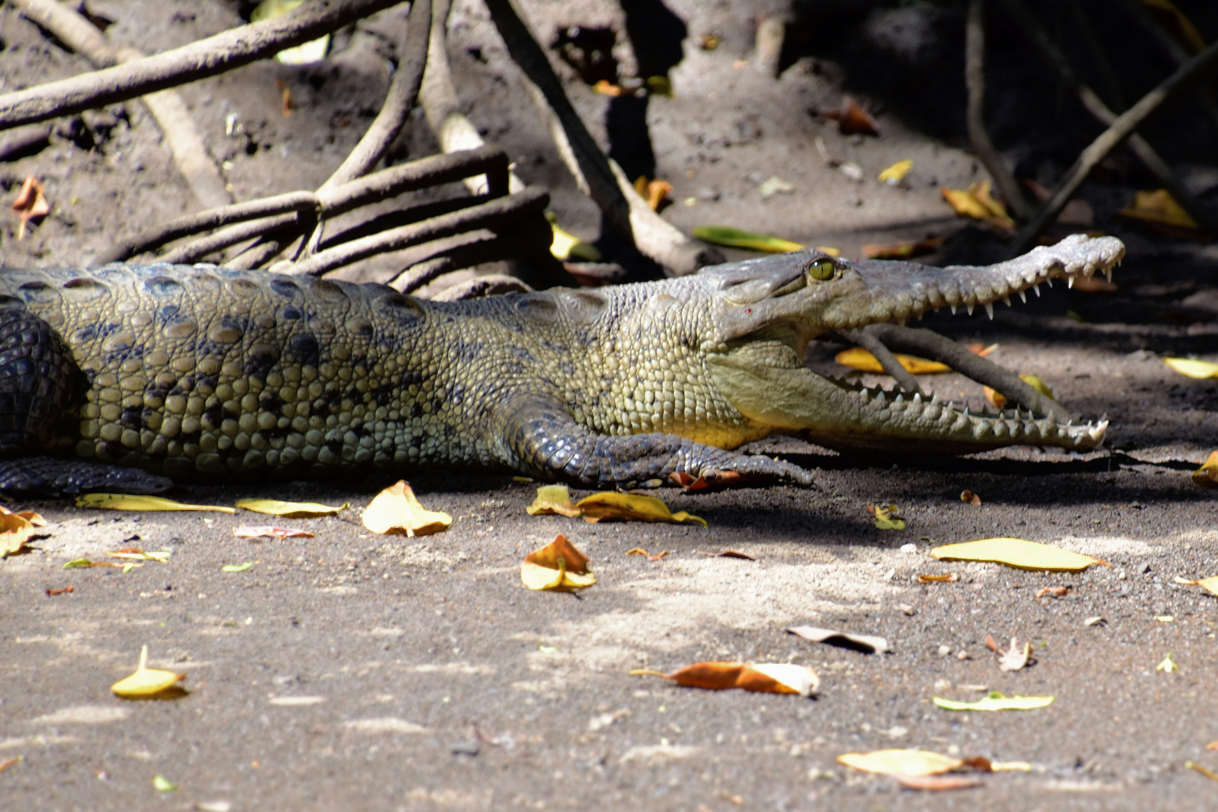 Crocodile Mirage: Resting Pose on Shaded Riverside Sand