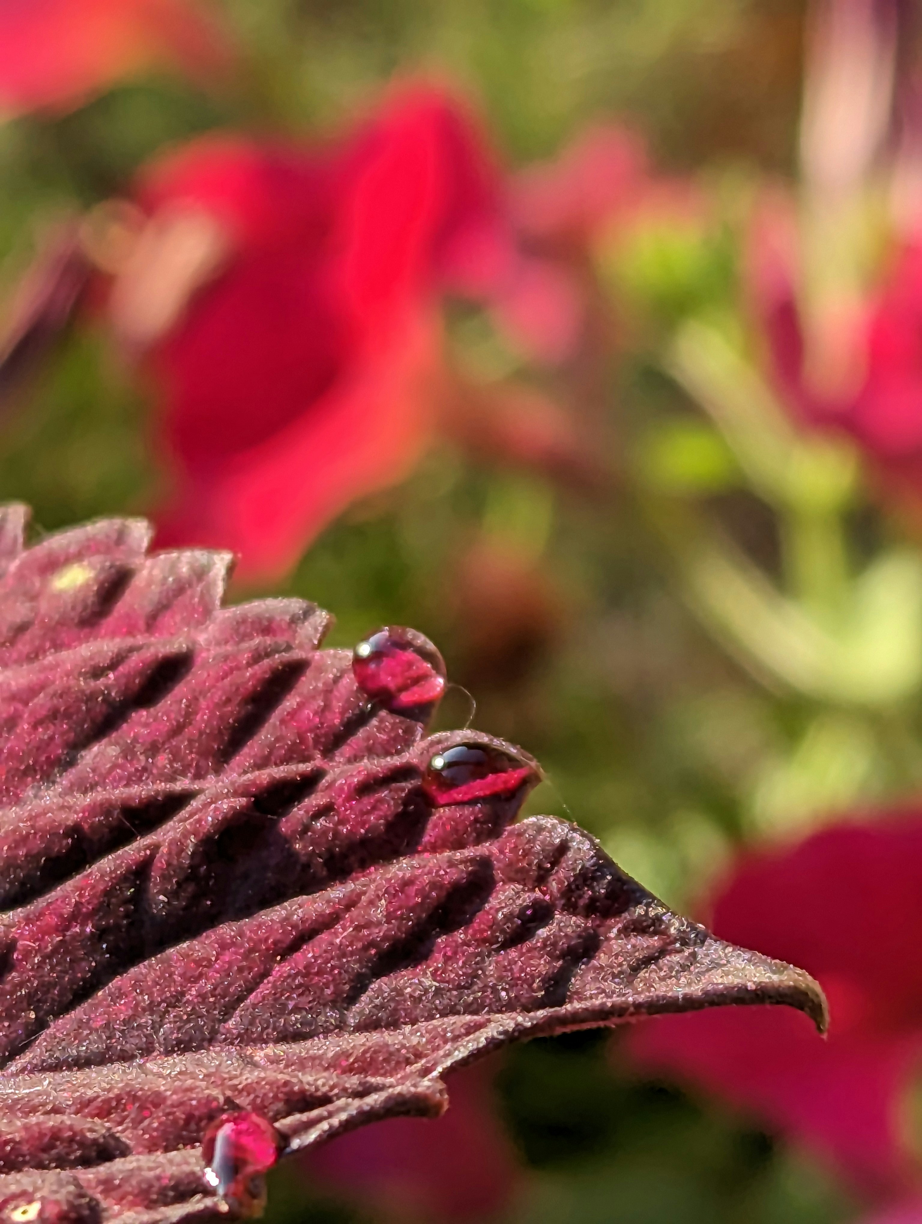 Dew-kissed Velvet Veins: A Macro Study of a Purple Leaf