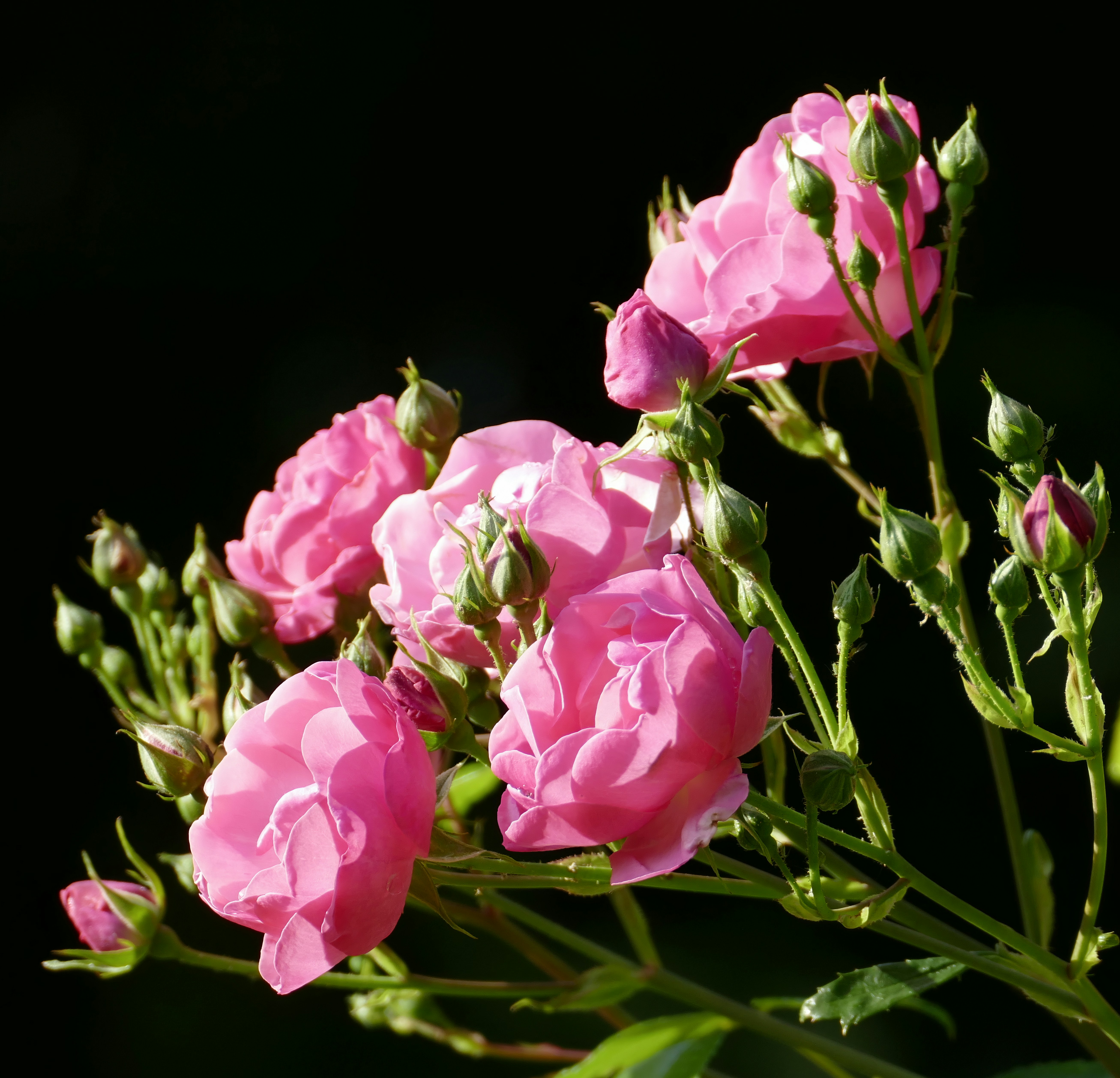 Un bouquet de fleurs roses qui fleurissent photo – Image gratuite de ...