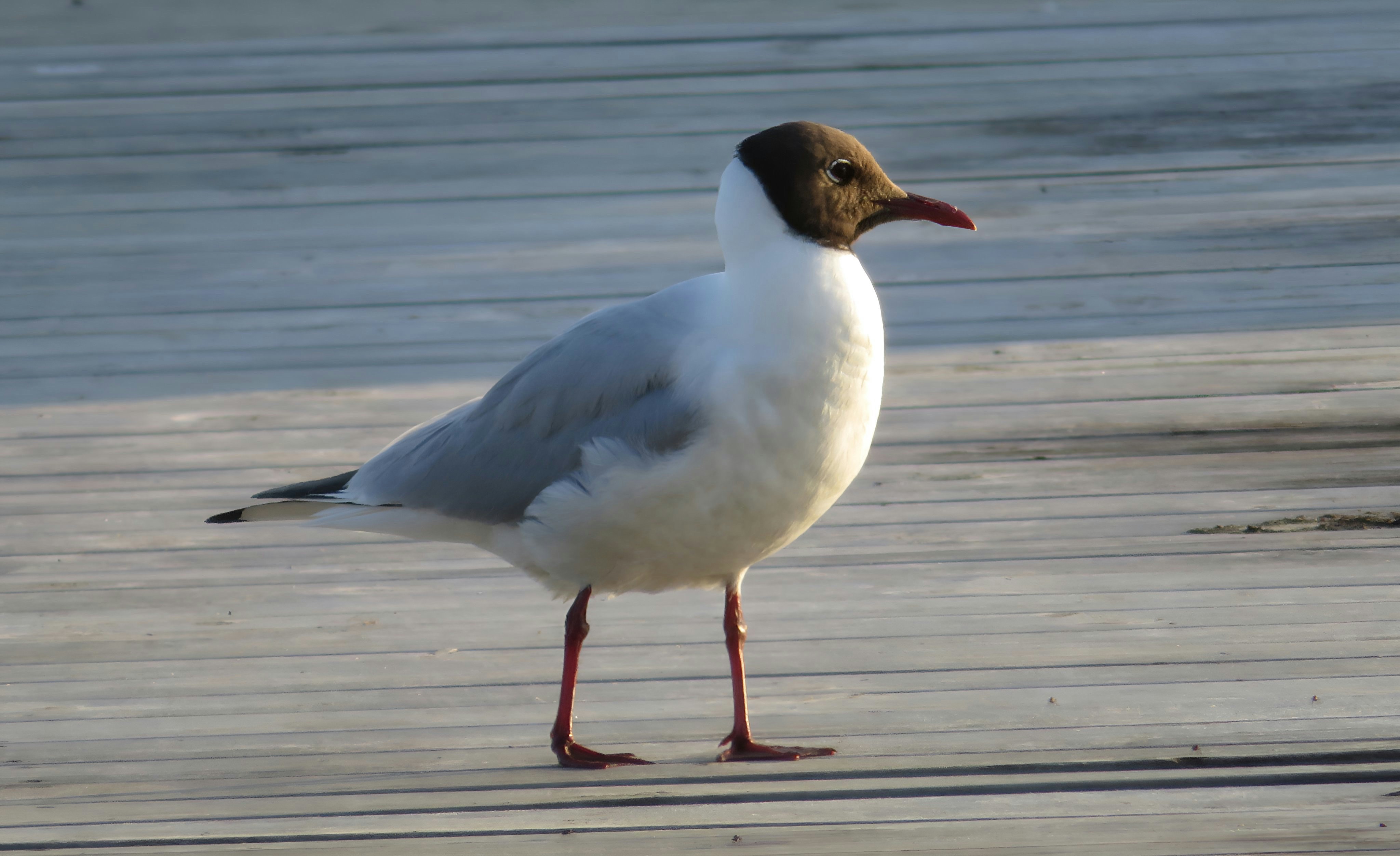 Black-headed gull!
