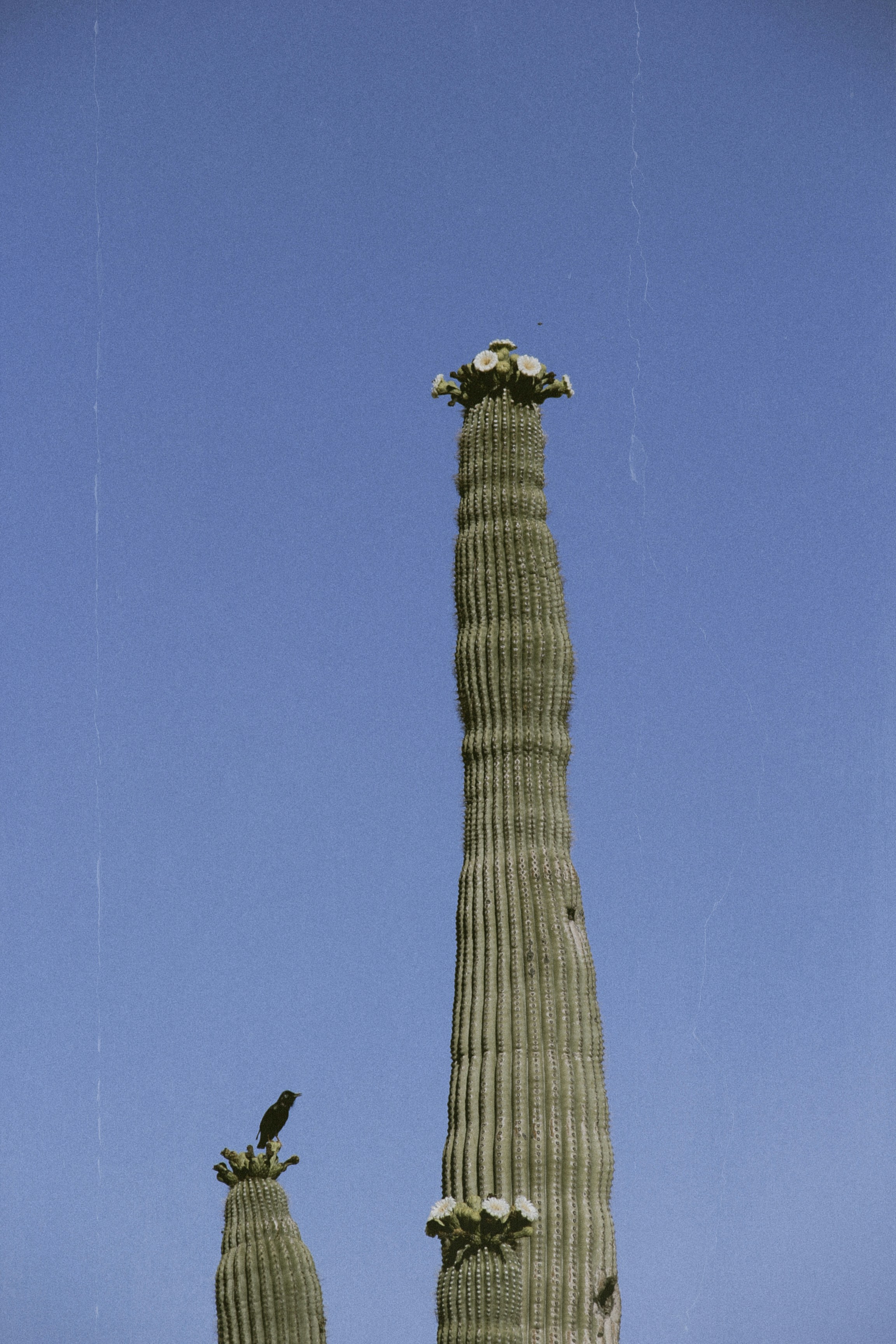 Little birth on a saguaro crown