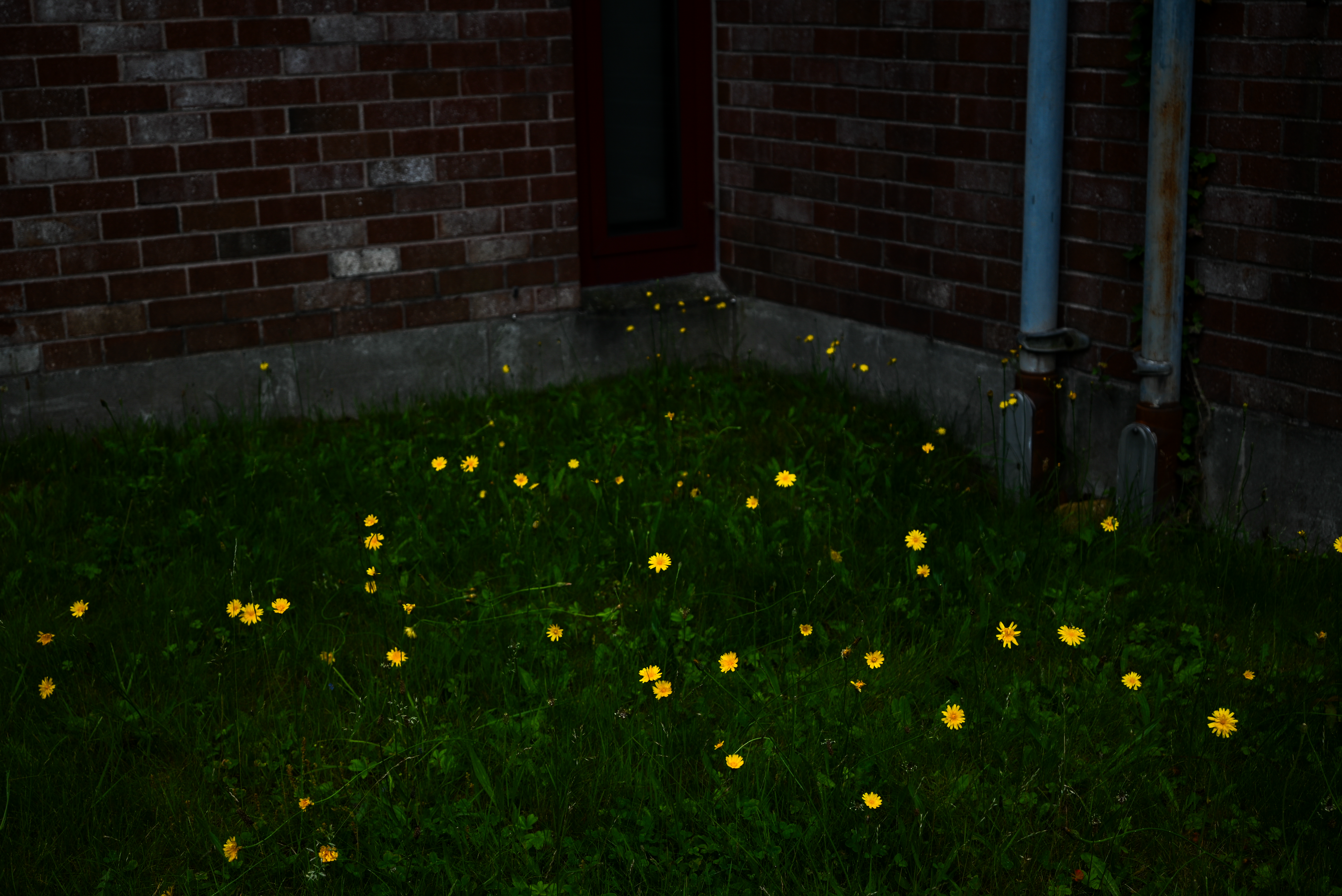 Night-Lawn Spotlight: Dandelions by the Brick Wall