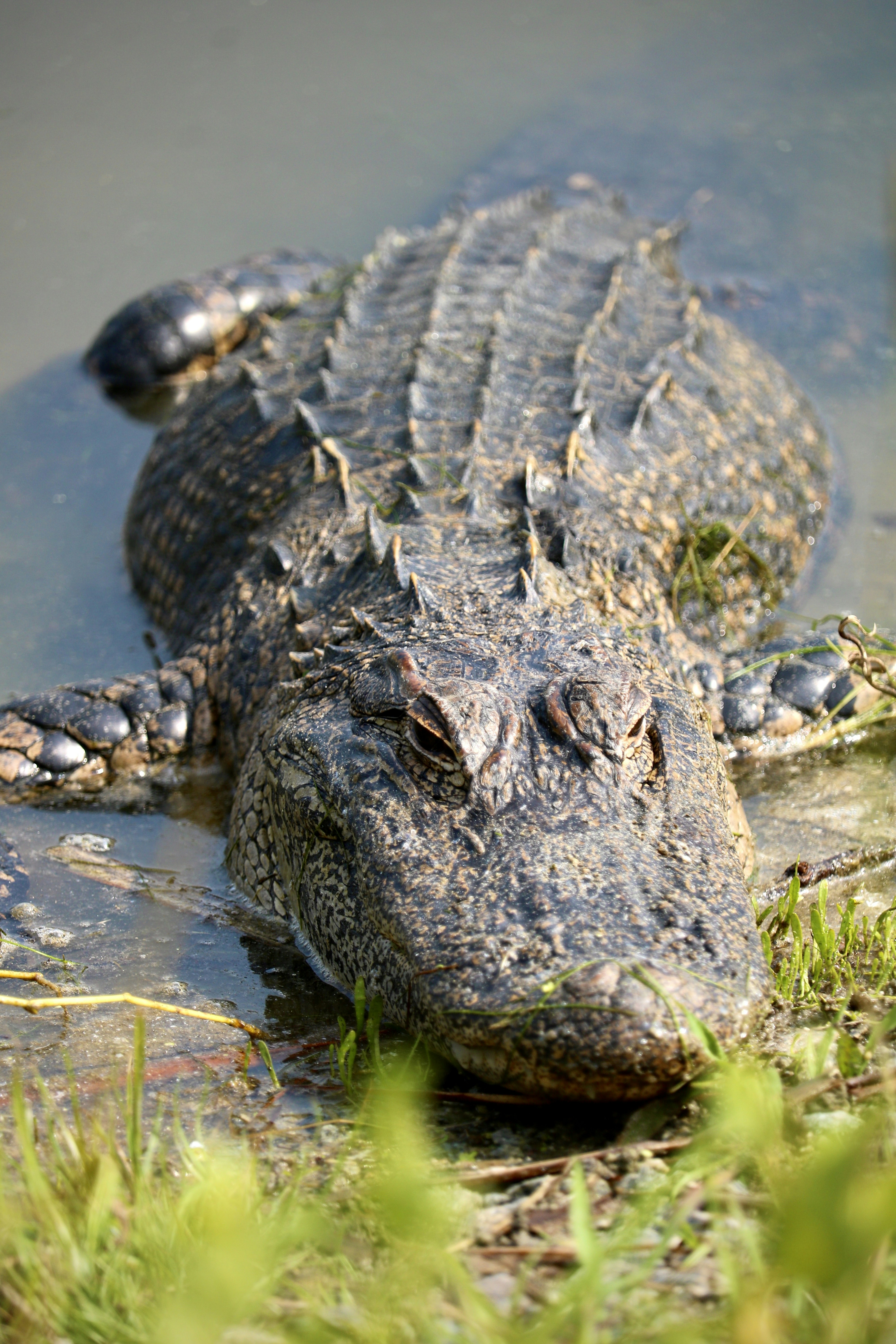 A large alligator laying in a body of water photo – Free Wildlife Image ...