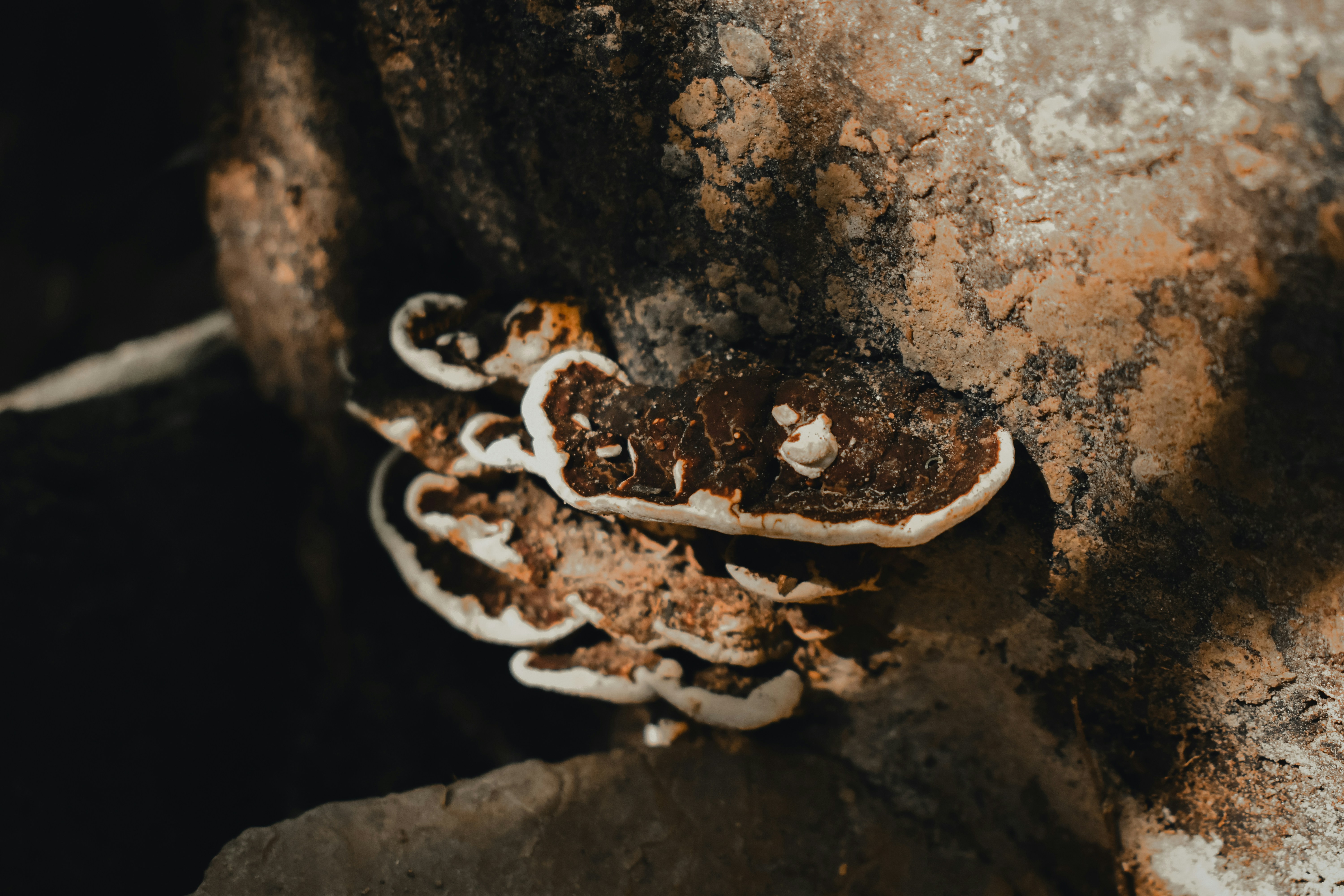 White-edged Shelf Fungi Cling to Weathered Bark
