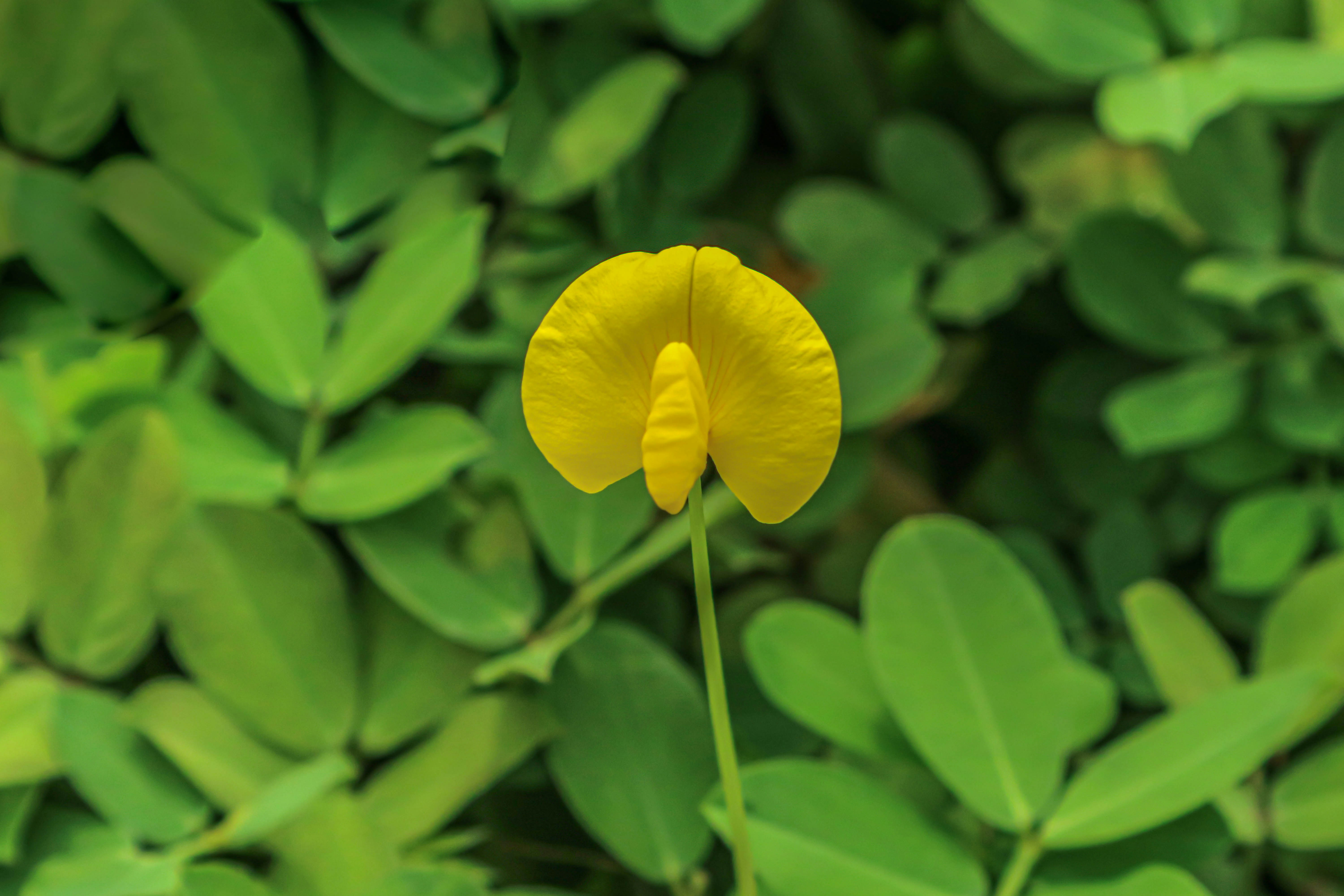 Golden Petal Amidst Green Serenity