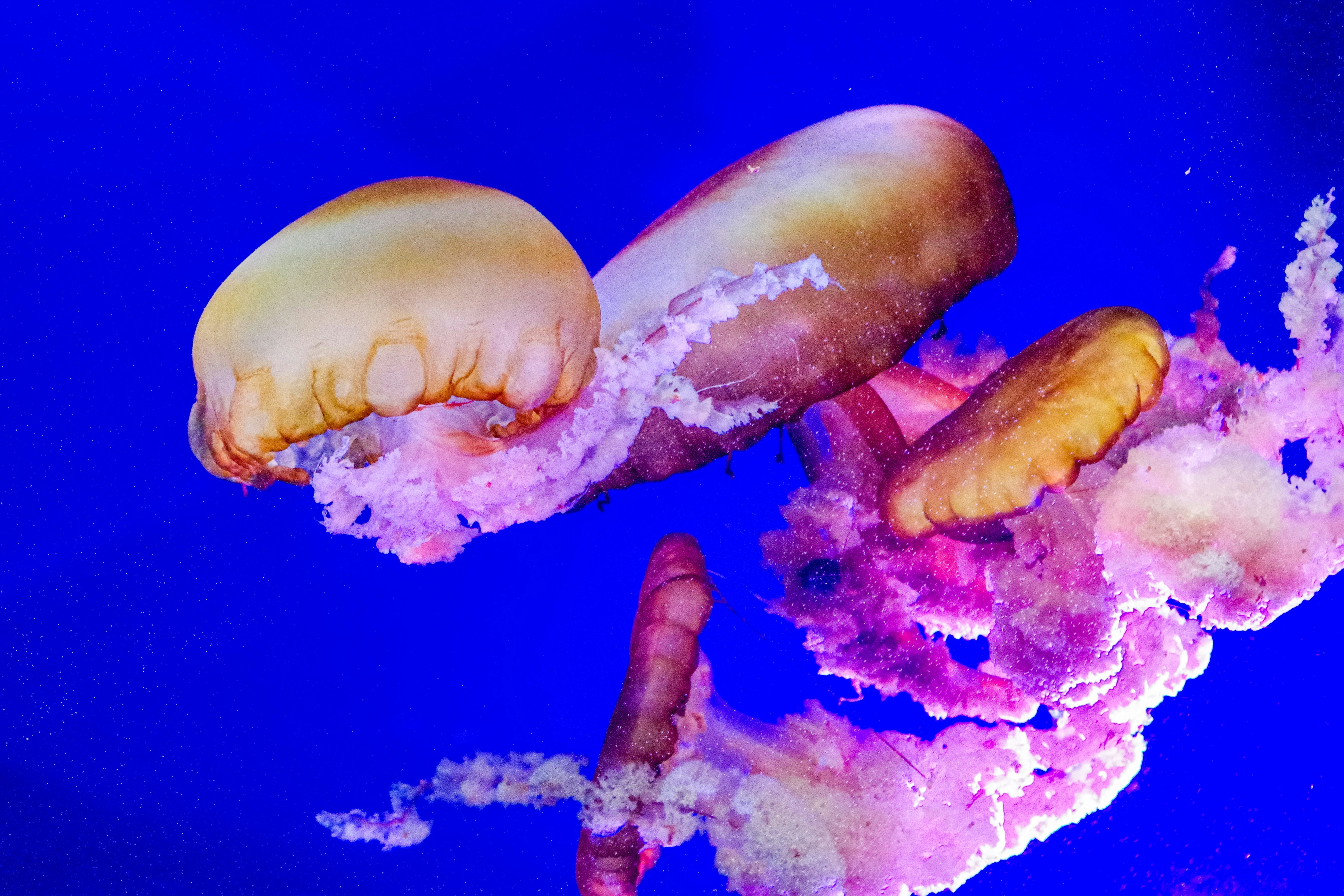 Indigo Drift: Jellyfish Lanterns Over Coral Veil
