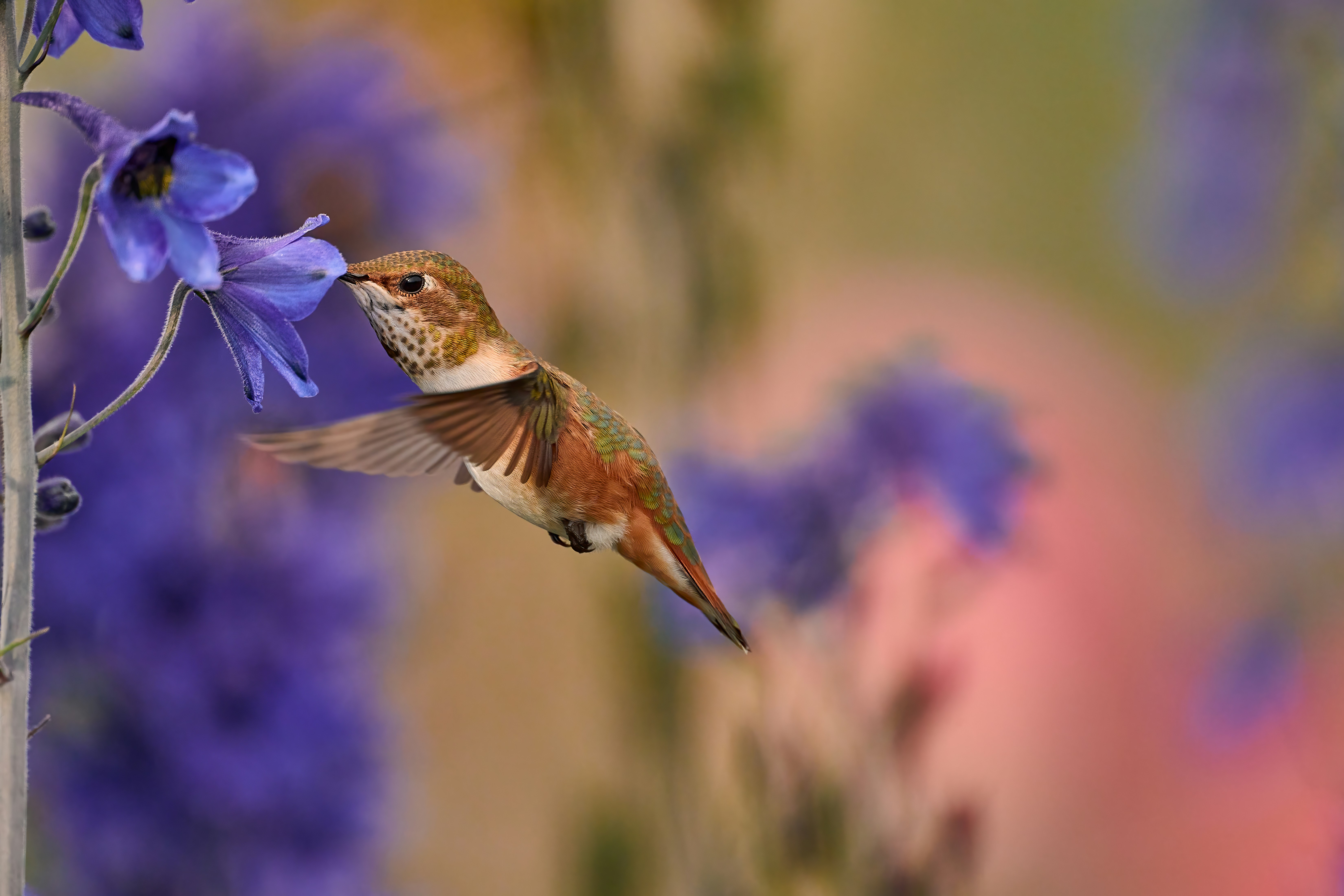 Photo by Steve Smith with Nikon Z9