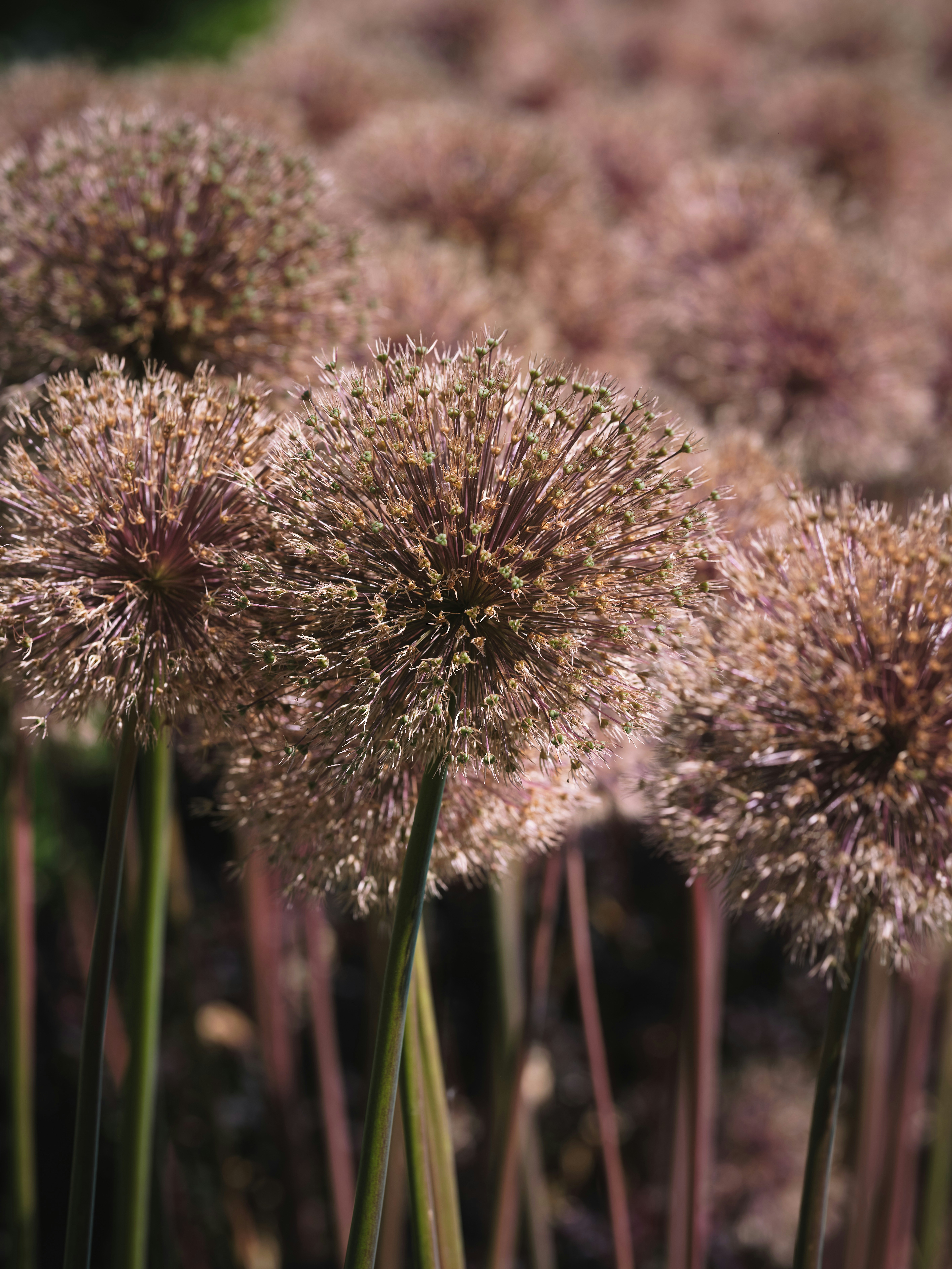 Dawn of Dust: Alliums Crowned in Soft Pink Bursts