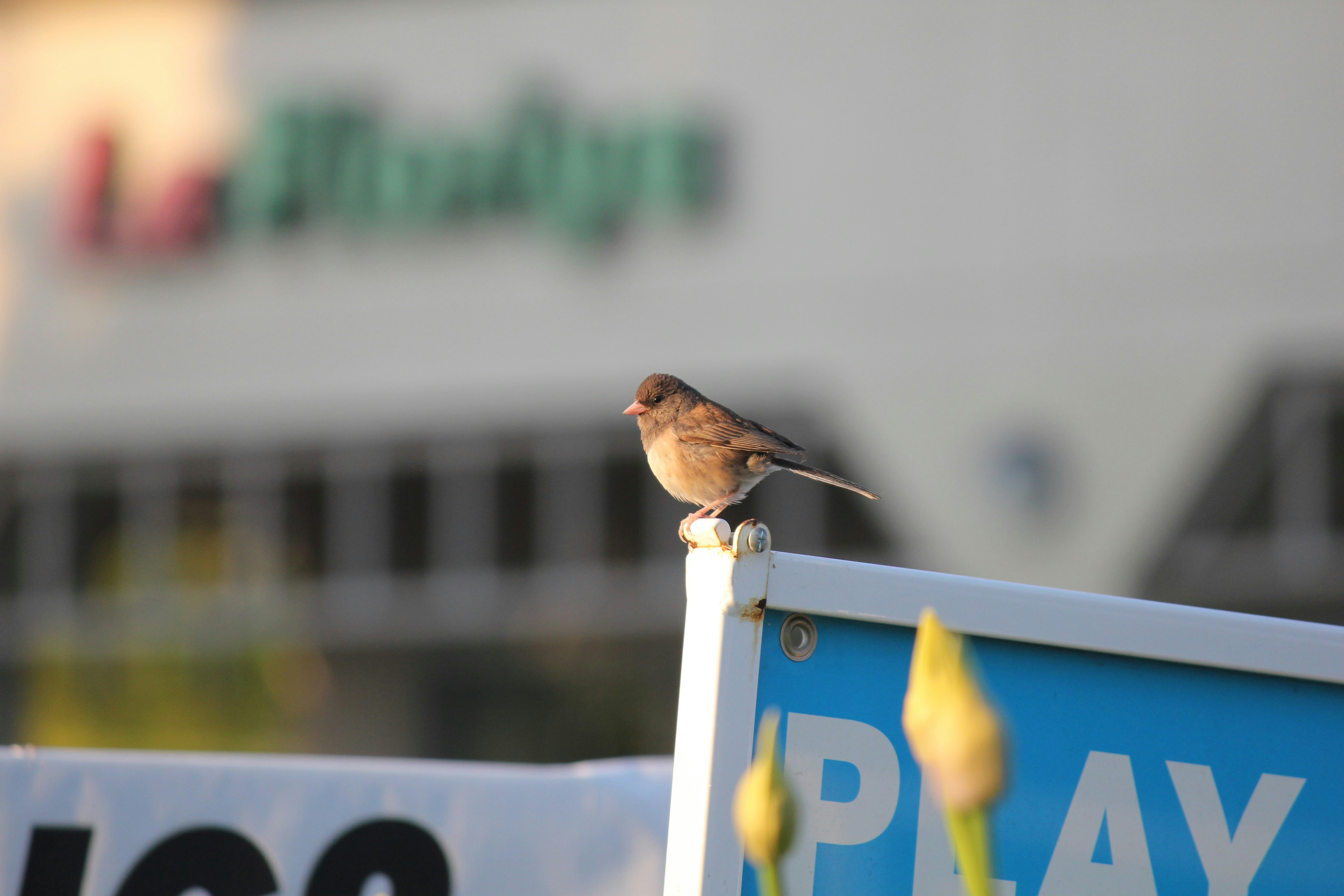 A dark-eyed junco in suburbia.