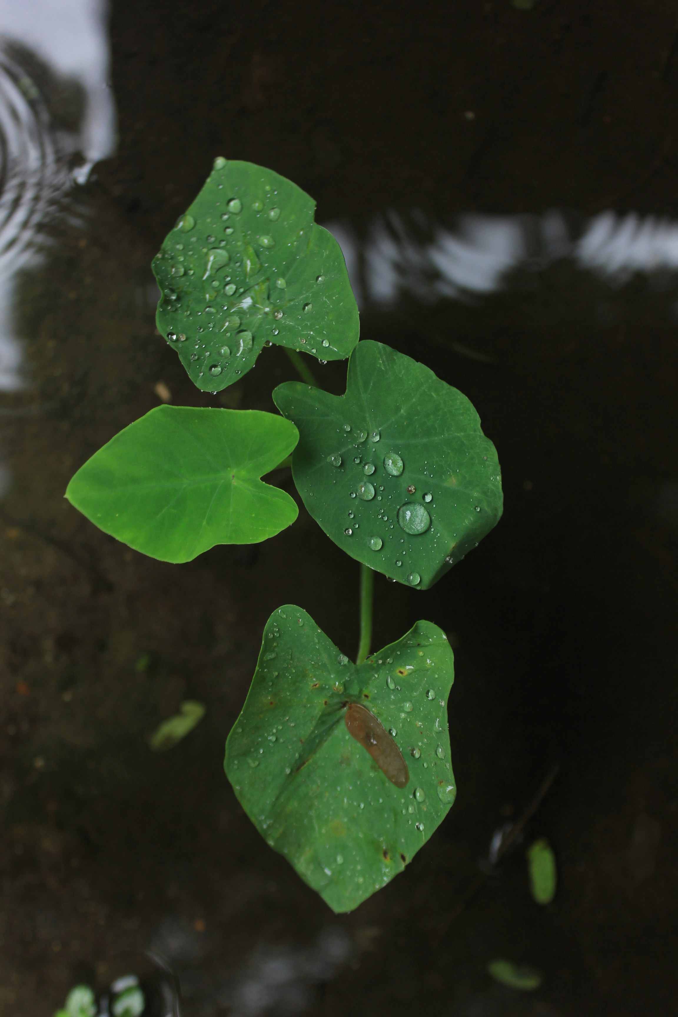 Dew-Speckled Heart Leaves Along a Dark Water Edge