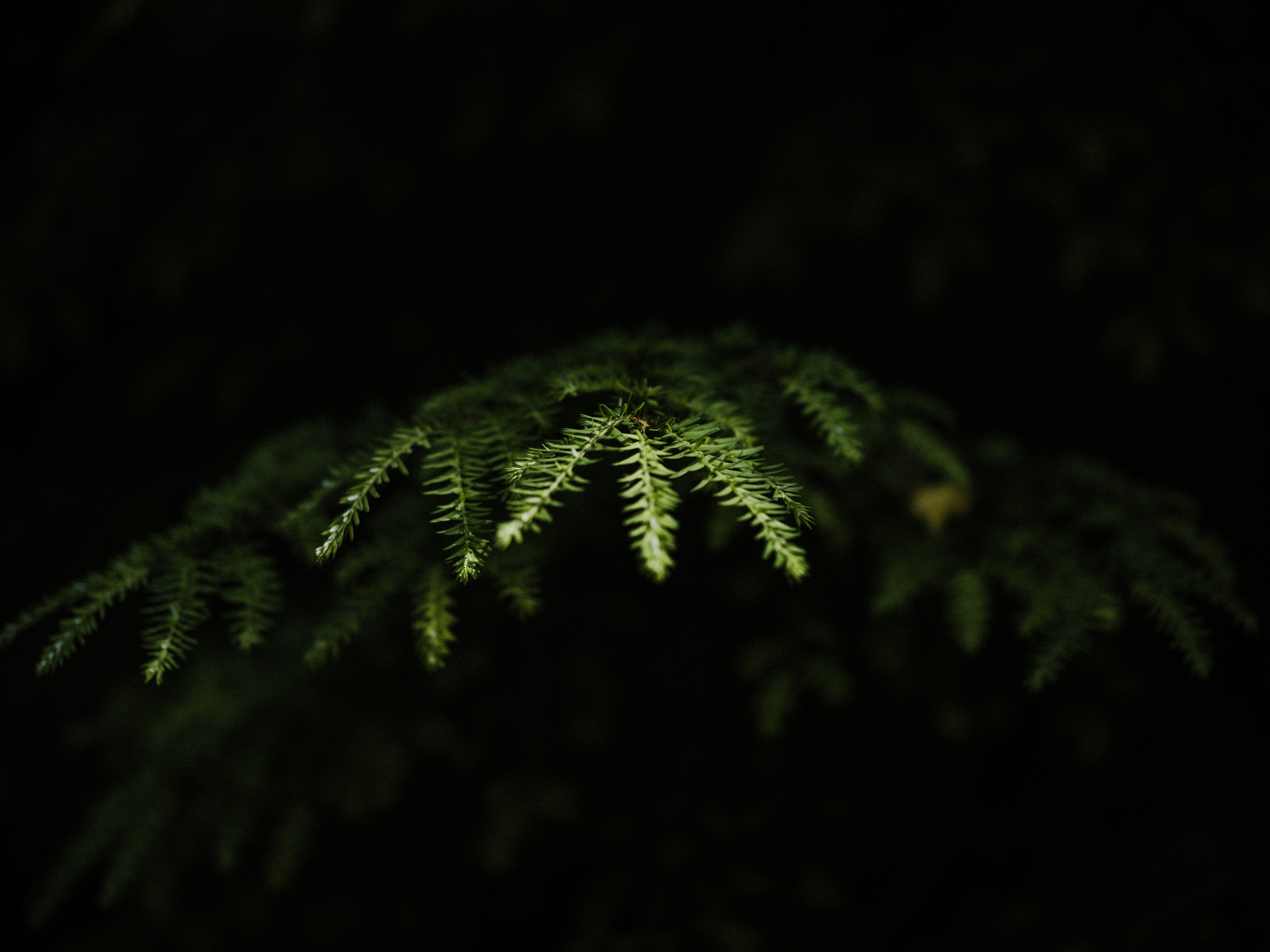 Sample photo from Hasselblad 907X 50C