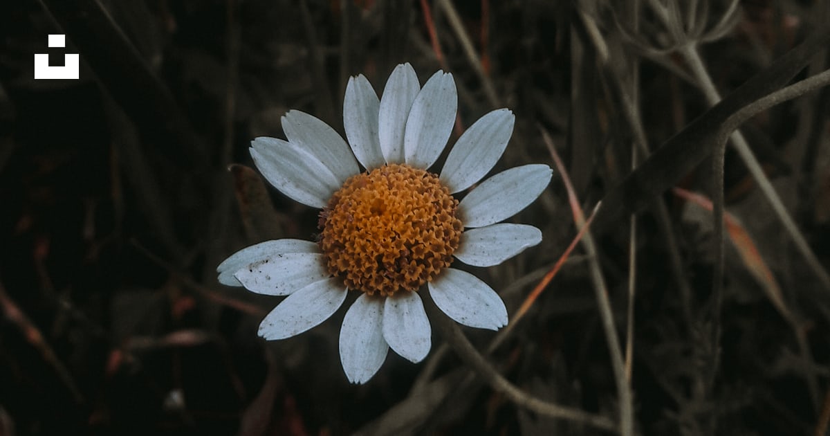 Un groupe de fleurs blanches et oranges dans un champ photo – Photo ... Un groupe de fleurs blanches et oranges dans un champ photo – Photo ...