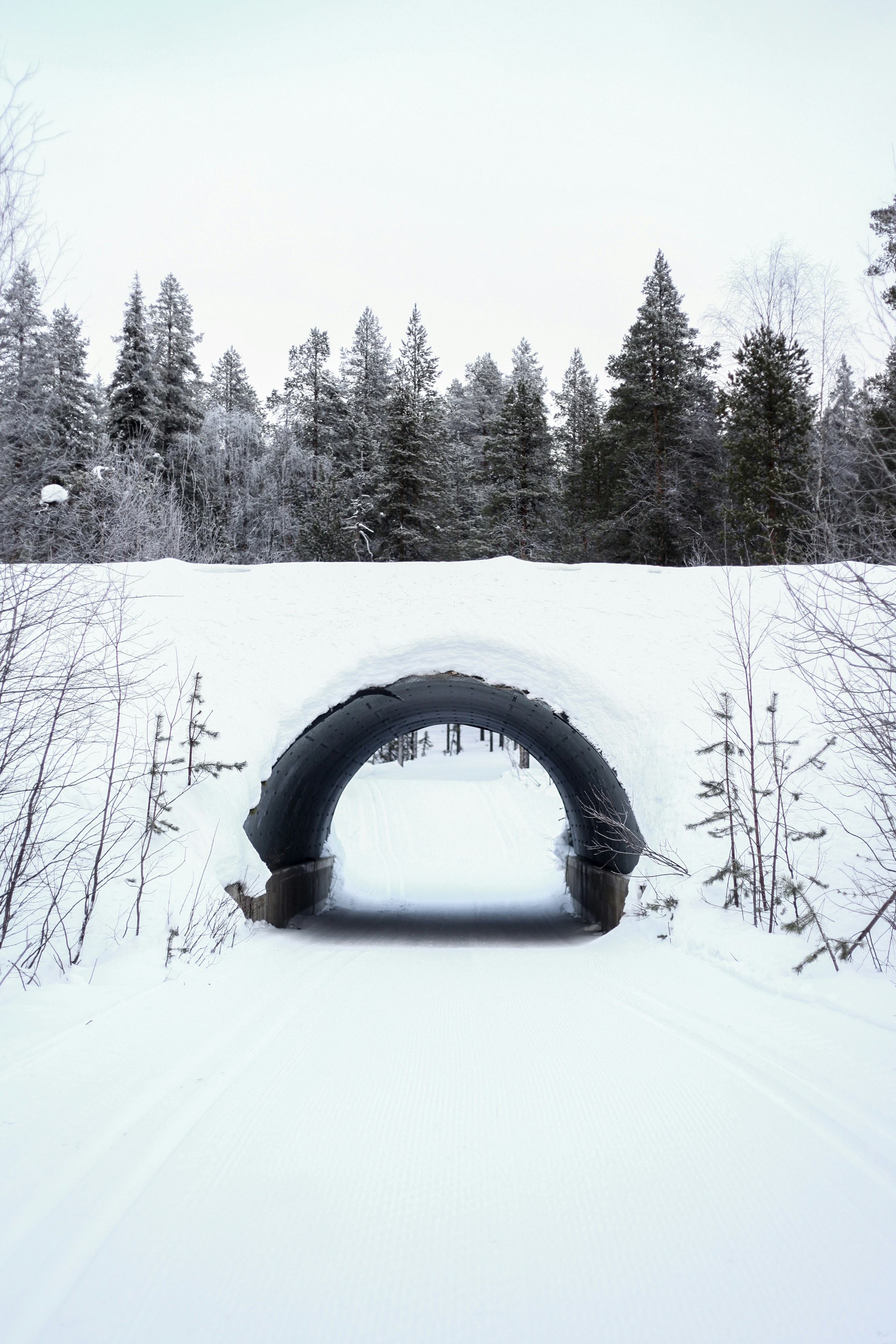 The Snow Ring: A Circular Tunnel Opening Beneath a Quiet Winter Bank