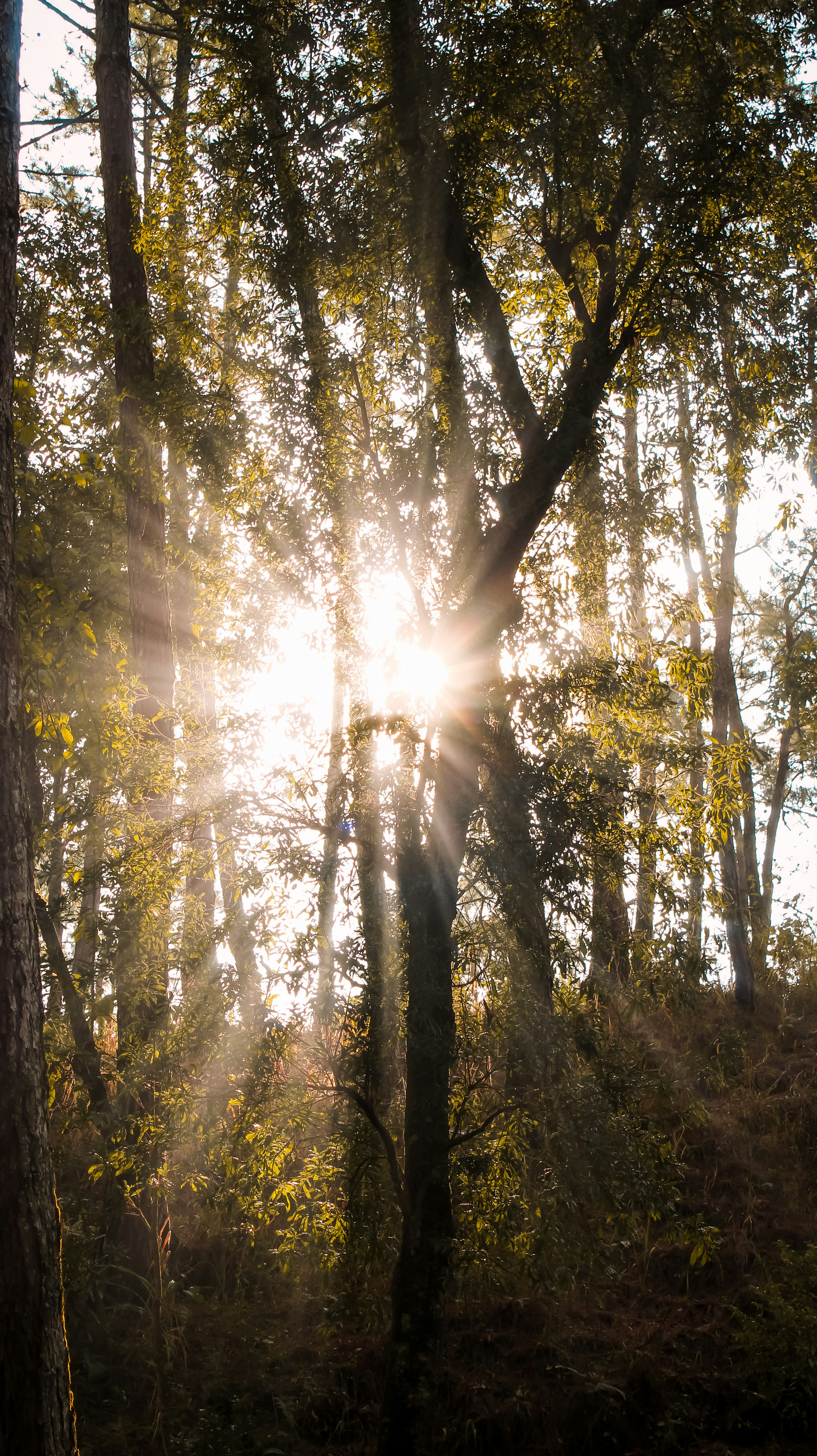 Sunlight filtering through a dense forest, creating a mystical atmosphere with rays illuminating the trees. 