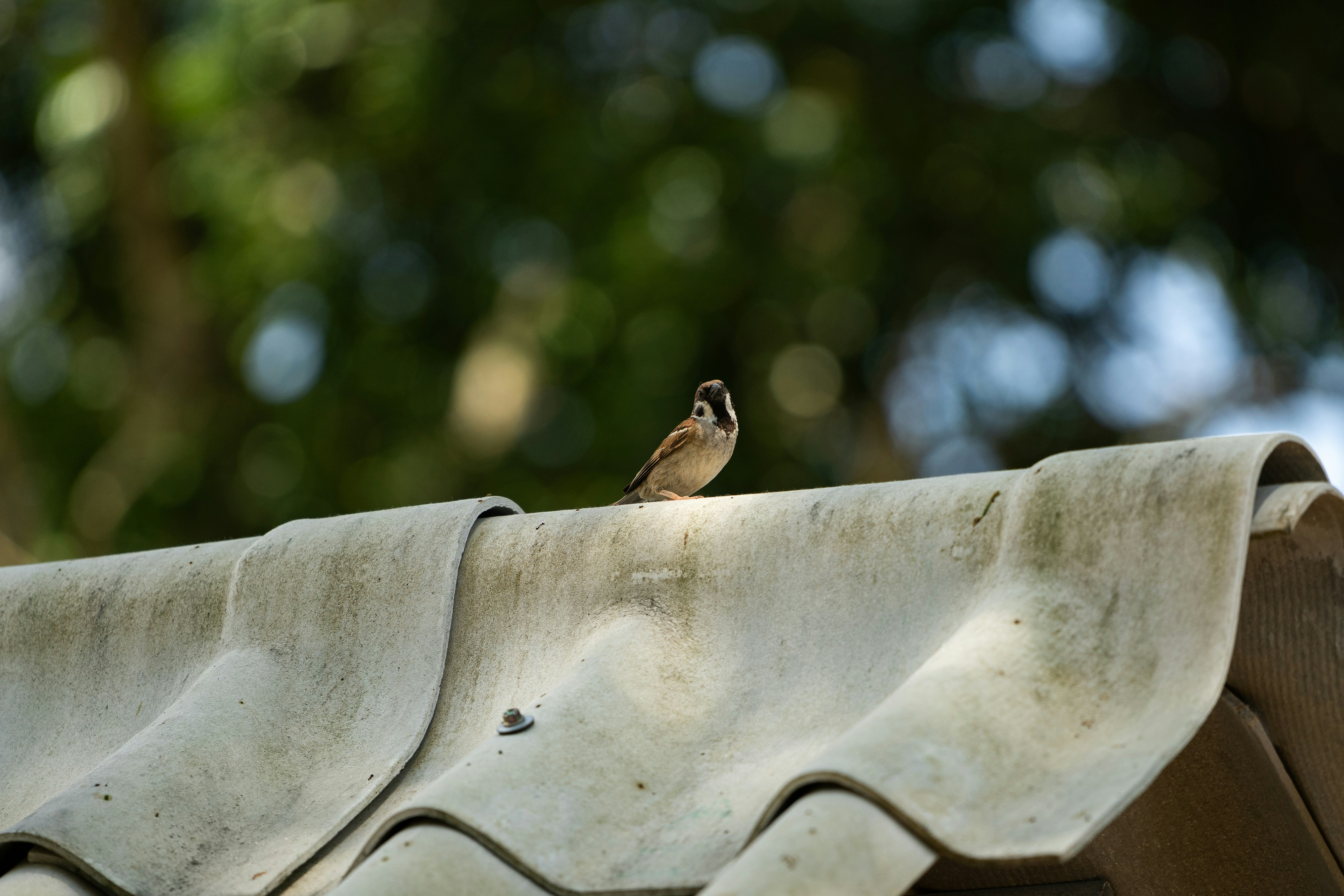 Bird perched on a weathered roof tile against dappled woodland