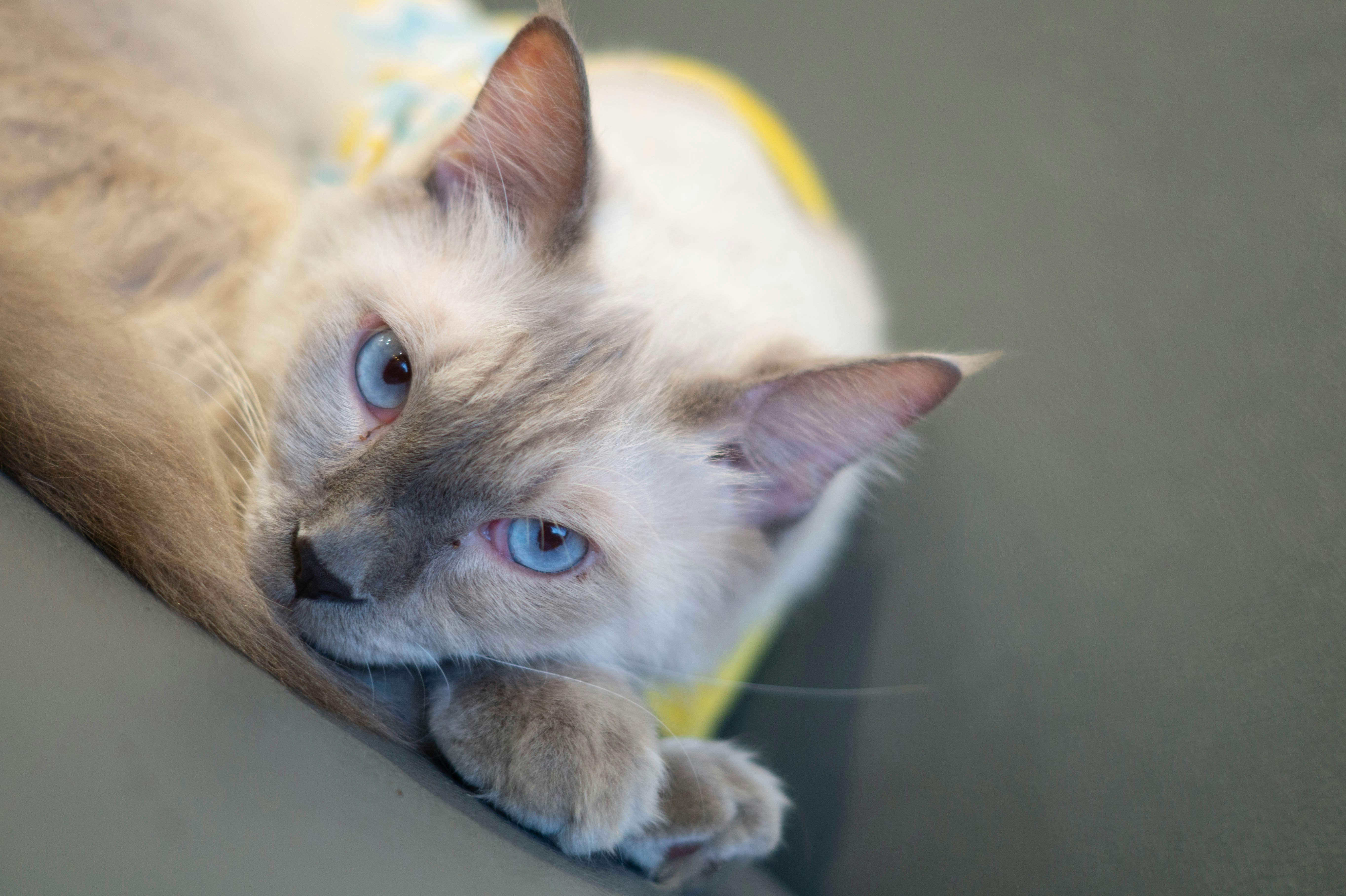 Fluffy cat with piercing blue eyes resting on a soft surface.