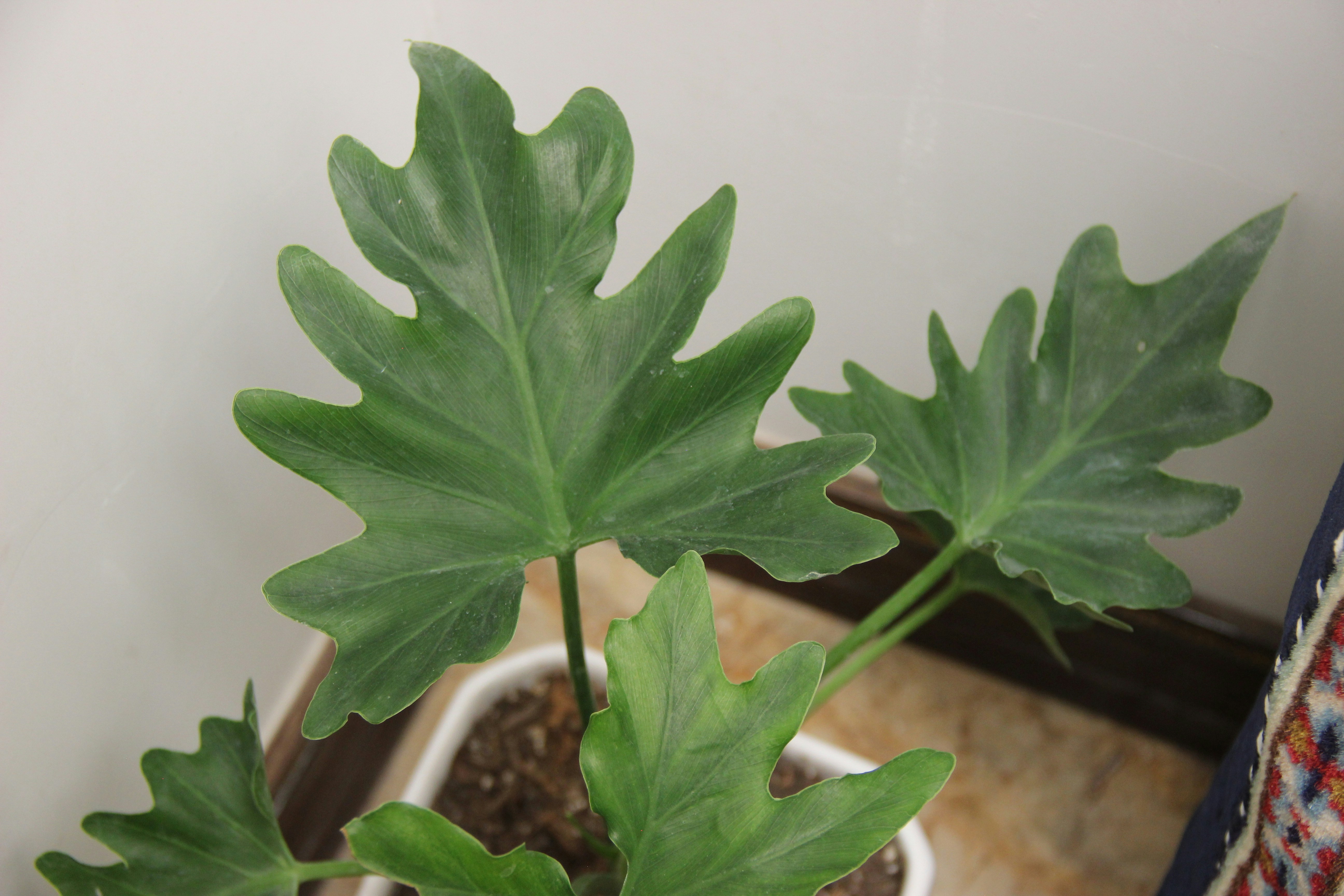 Sunlit Edges: a young fig plant unfurls lobed leaves indoors.