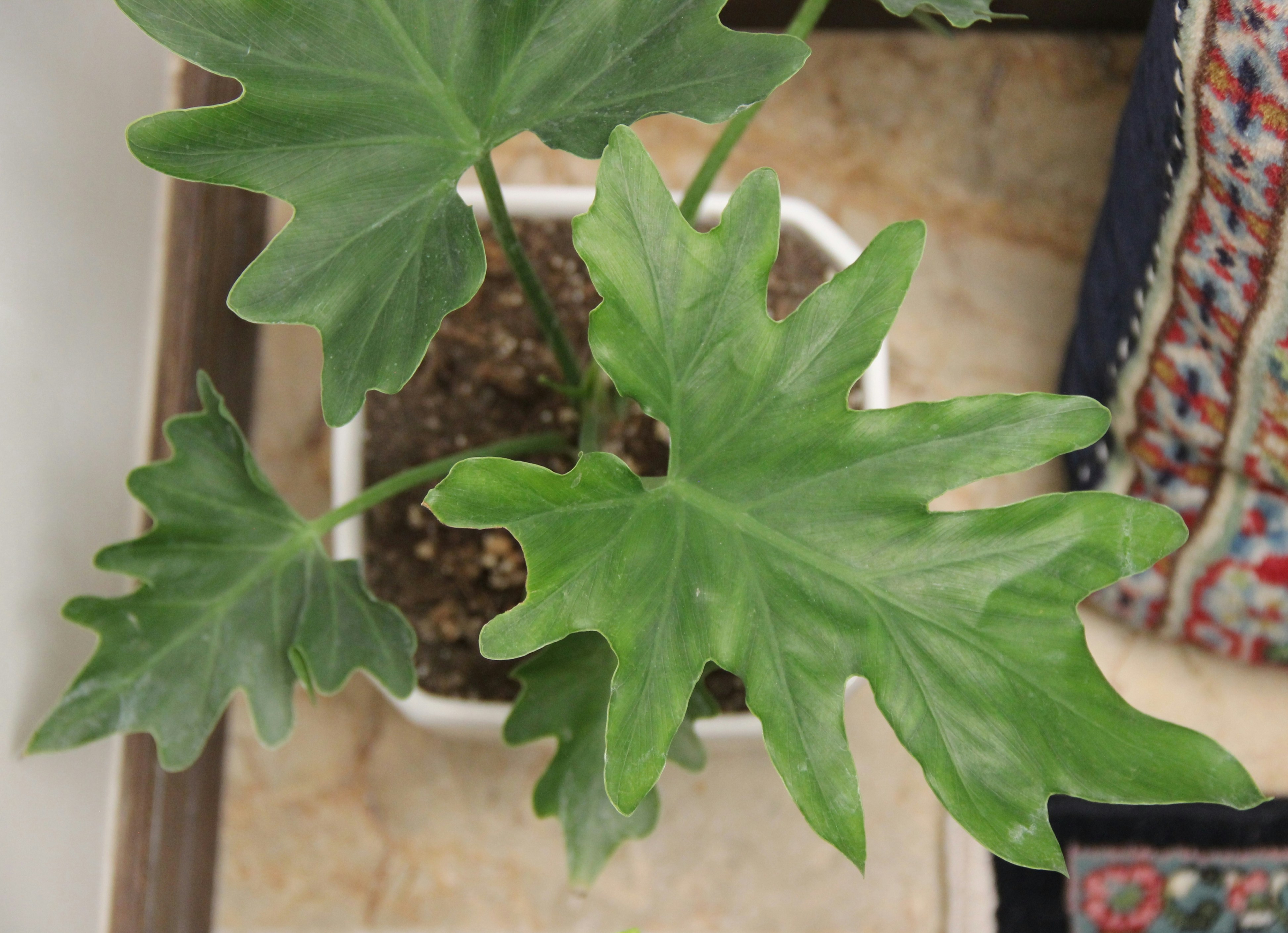 Lobed Green Leaves on a Balcony Planter: Quiet Verdant Geometry