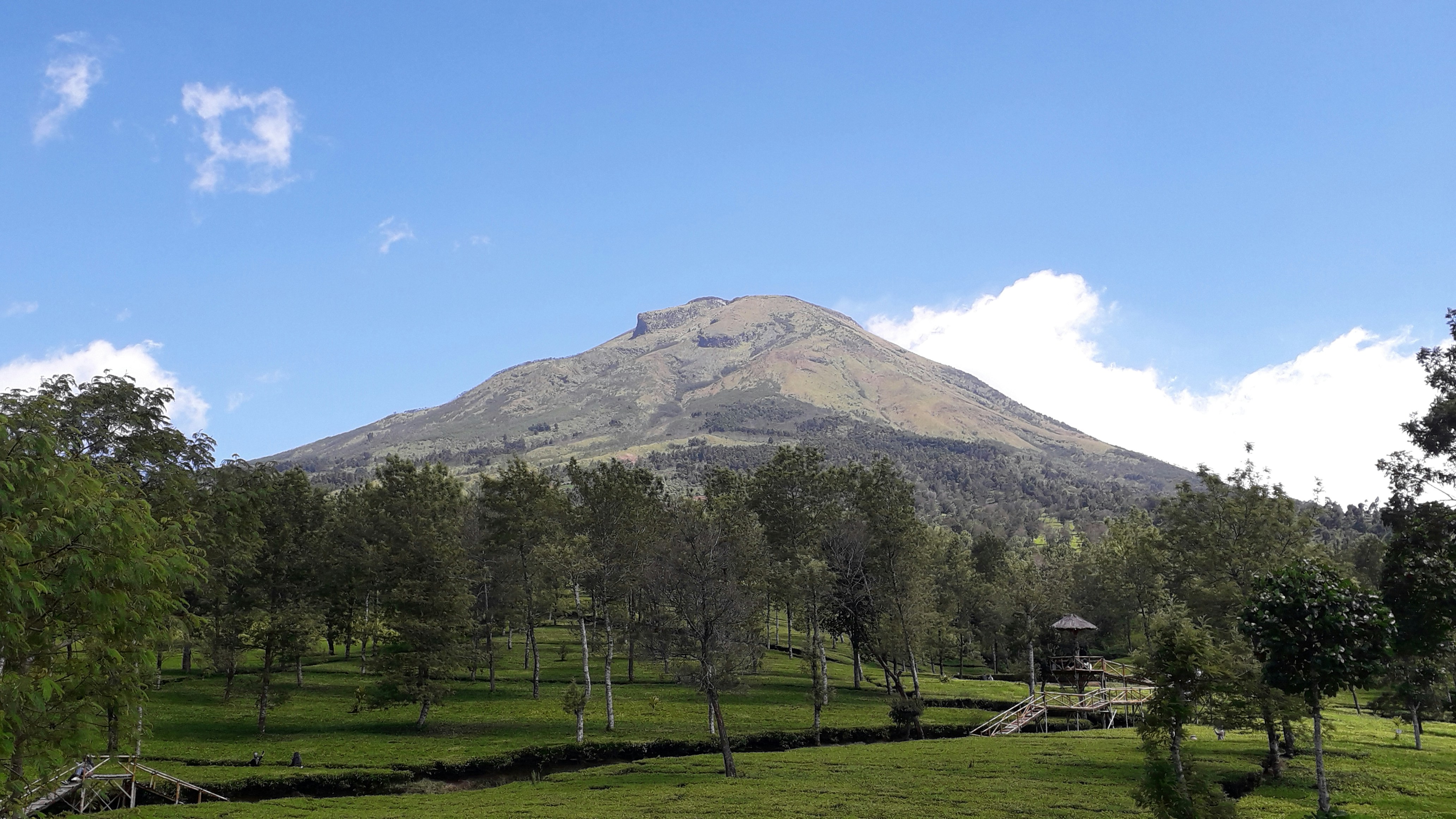 Mount Sindoro, seen from Sikator Tea Garden
