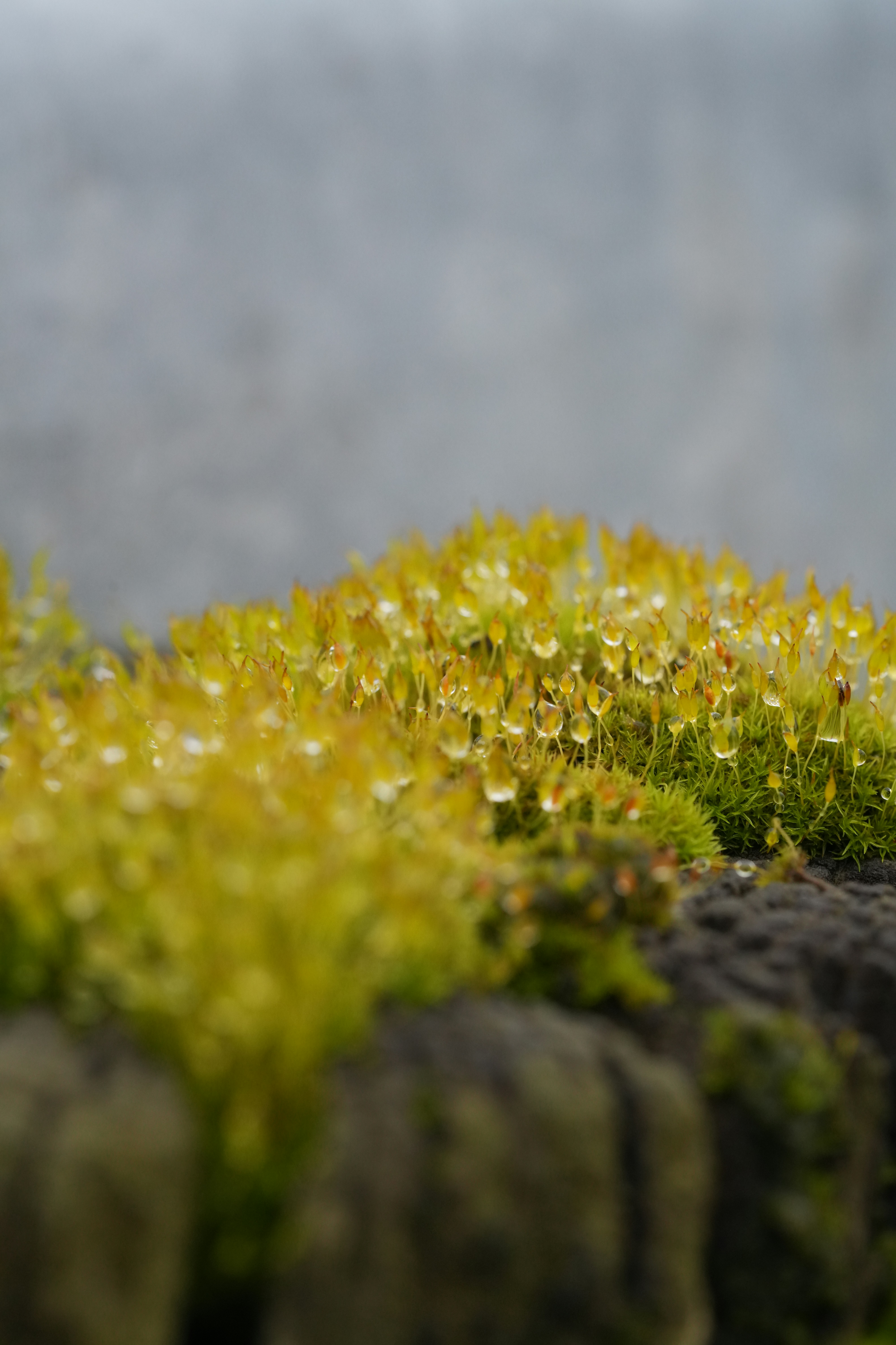 Edge Moss on Weathered Stone: A Sunlit Macro Moment