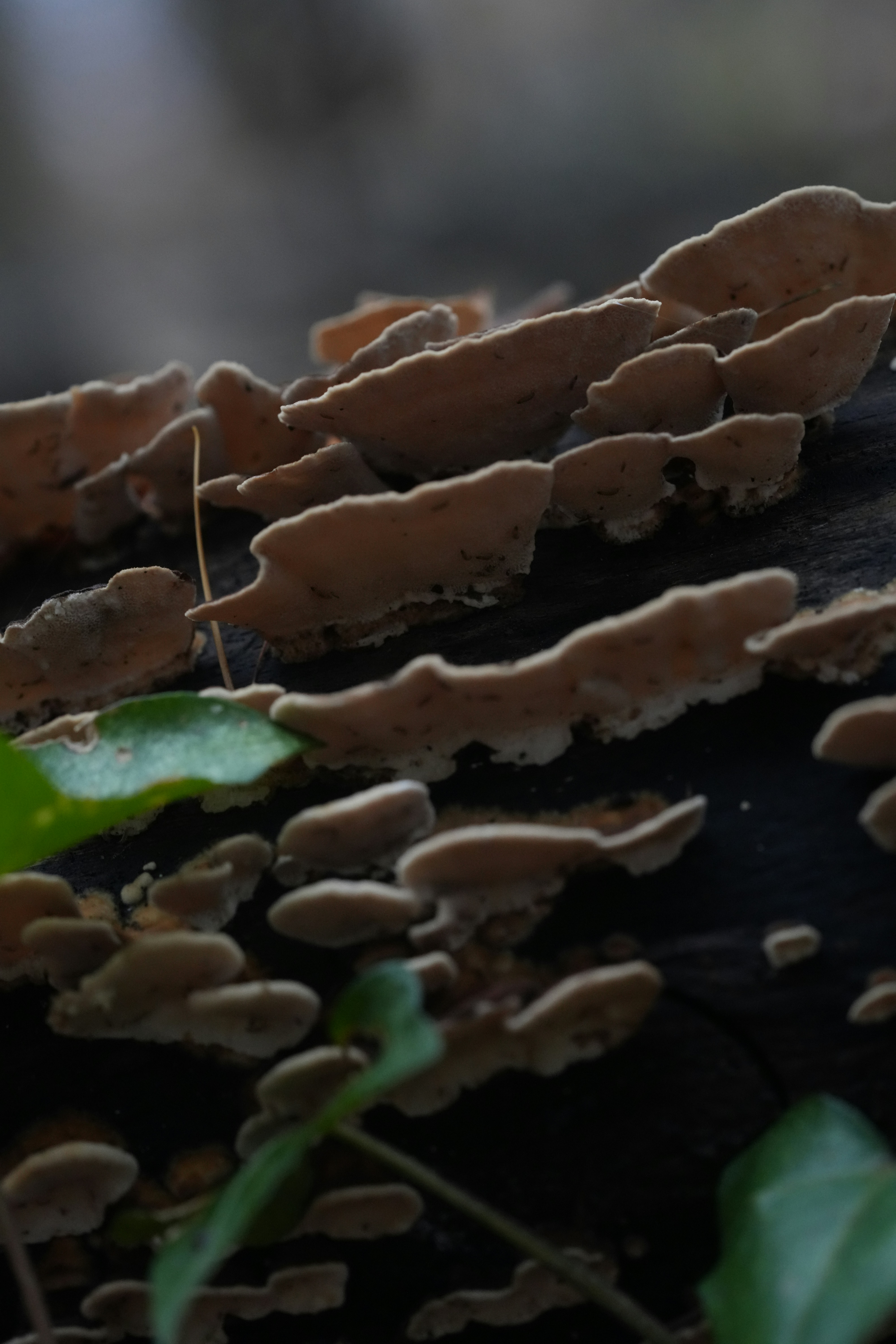 Shelf Brackets in Shade: A Macro Study of Wood Decay