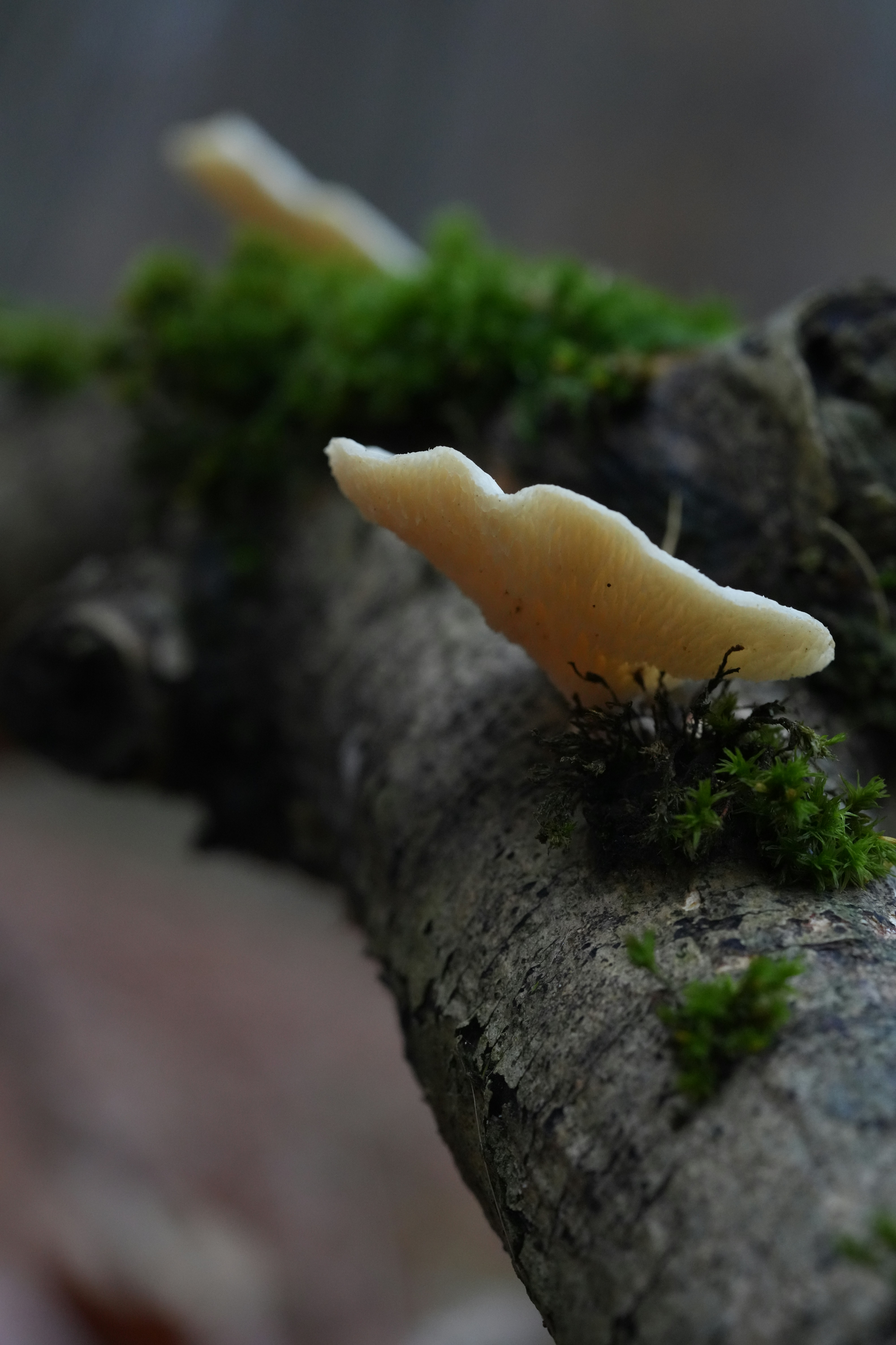 Pale Shelf Fungus on a Moss-Crowned Log
