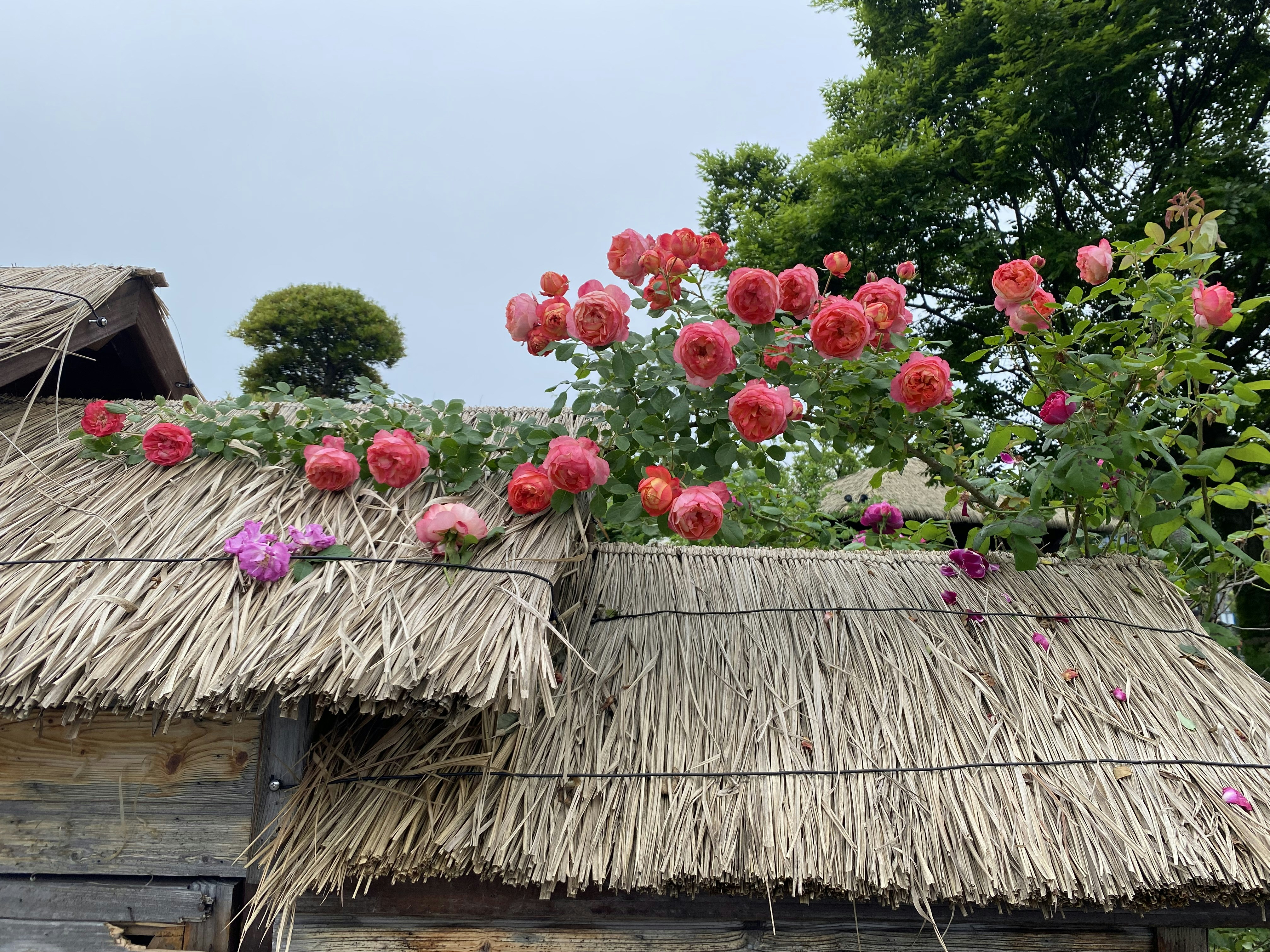 Roses Crown a Rustic Straw Roof Beneath a Calm Sky