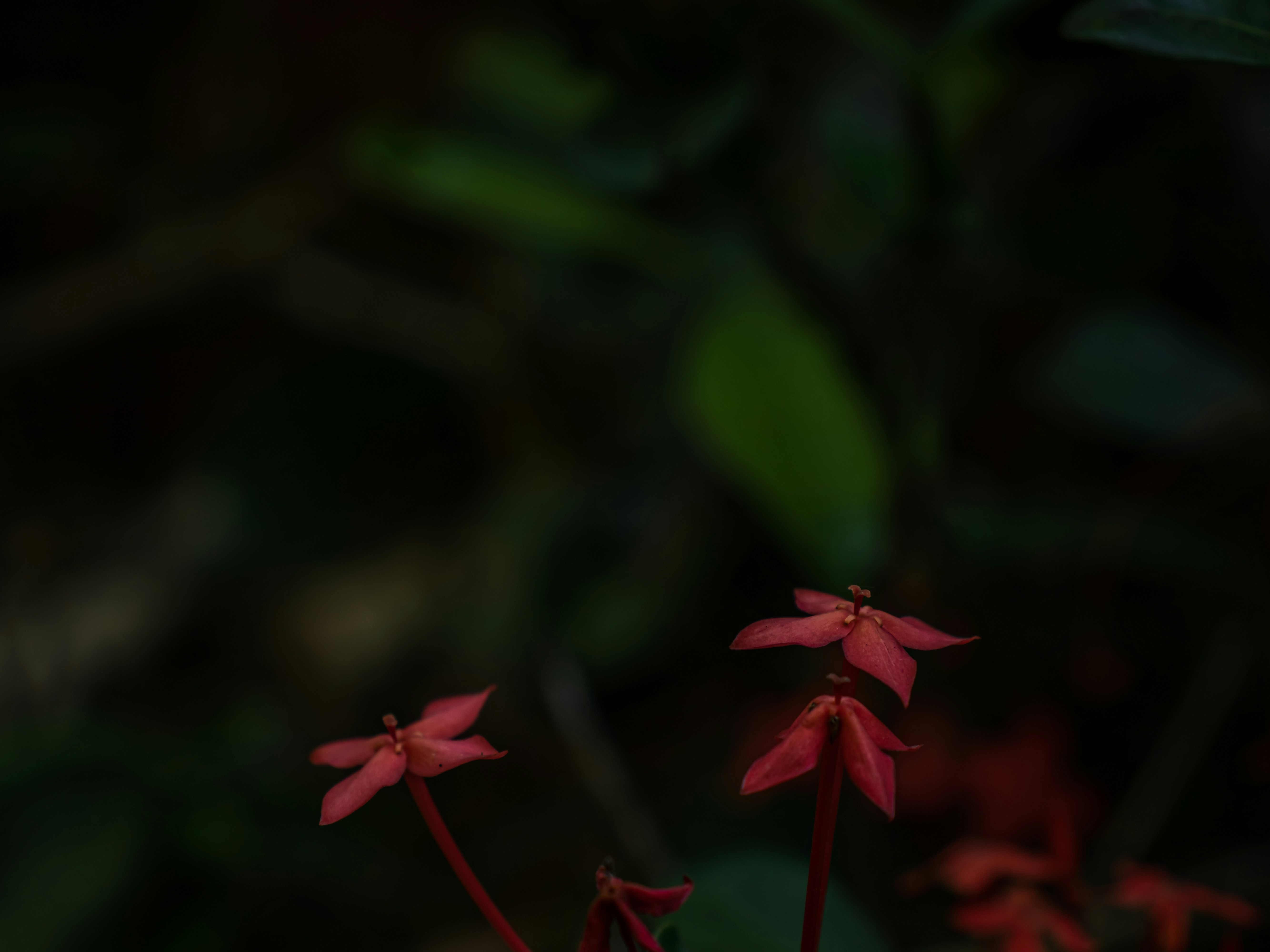 Vibrant plant life photographed in stunning macro detail.